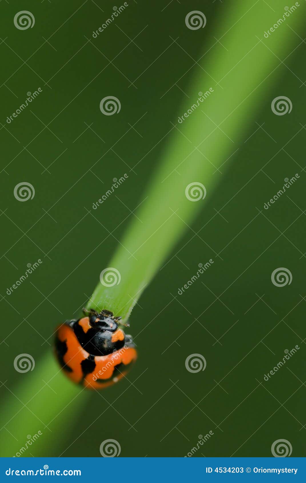 Ladybird/ladybug macro stock image. Image of close, plant - 4534203