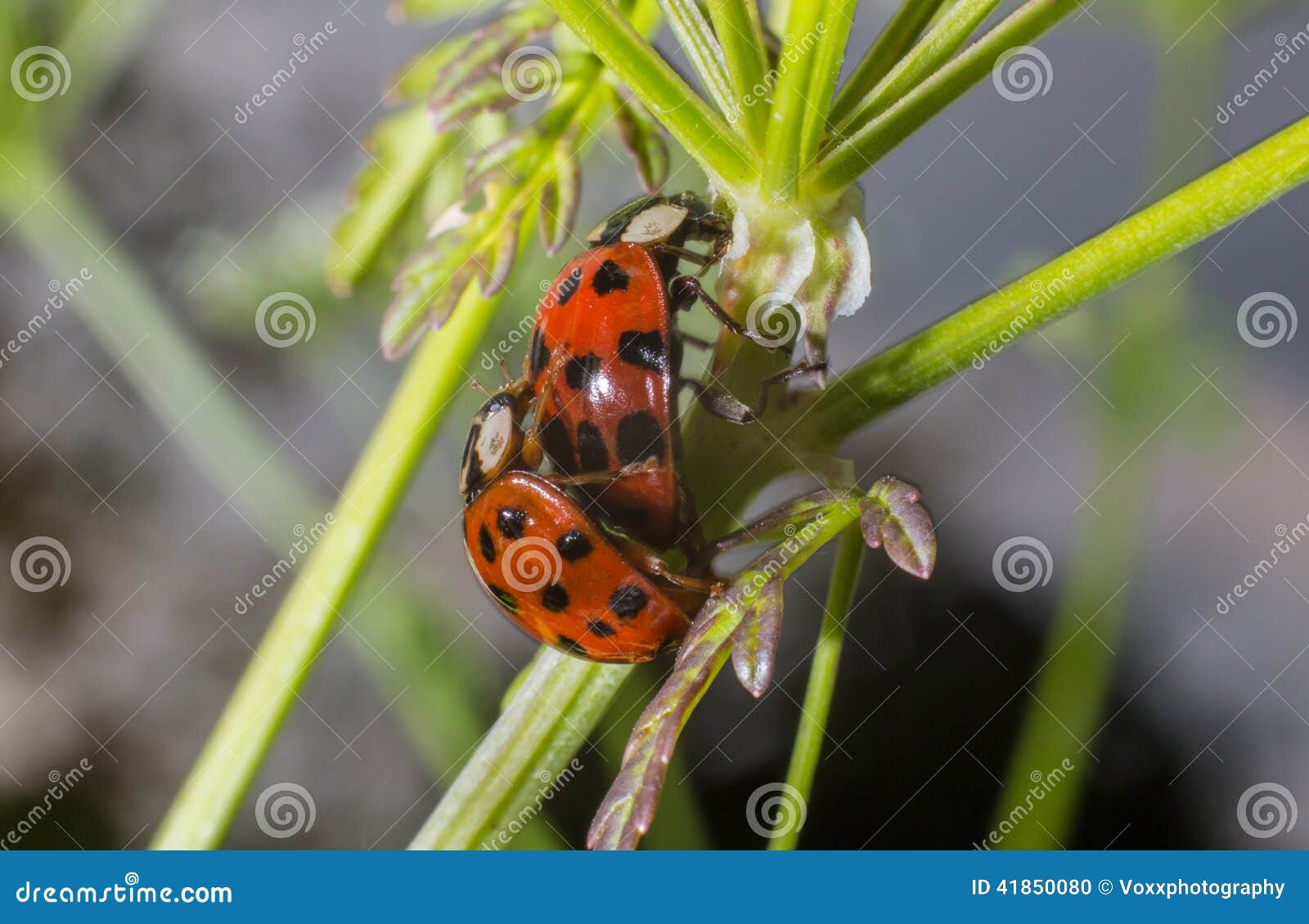 Ladybird Ladybug mating stock photo. Image of black, closeup - 41850080