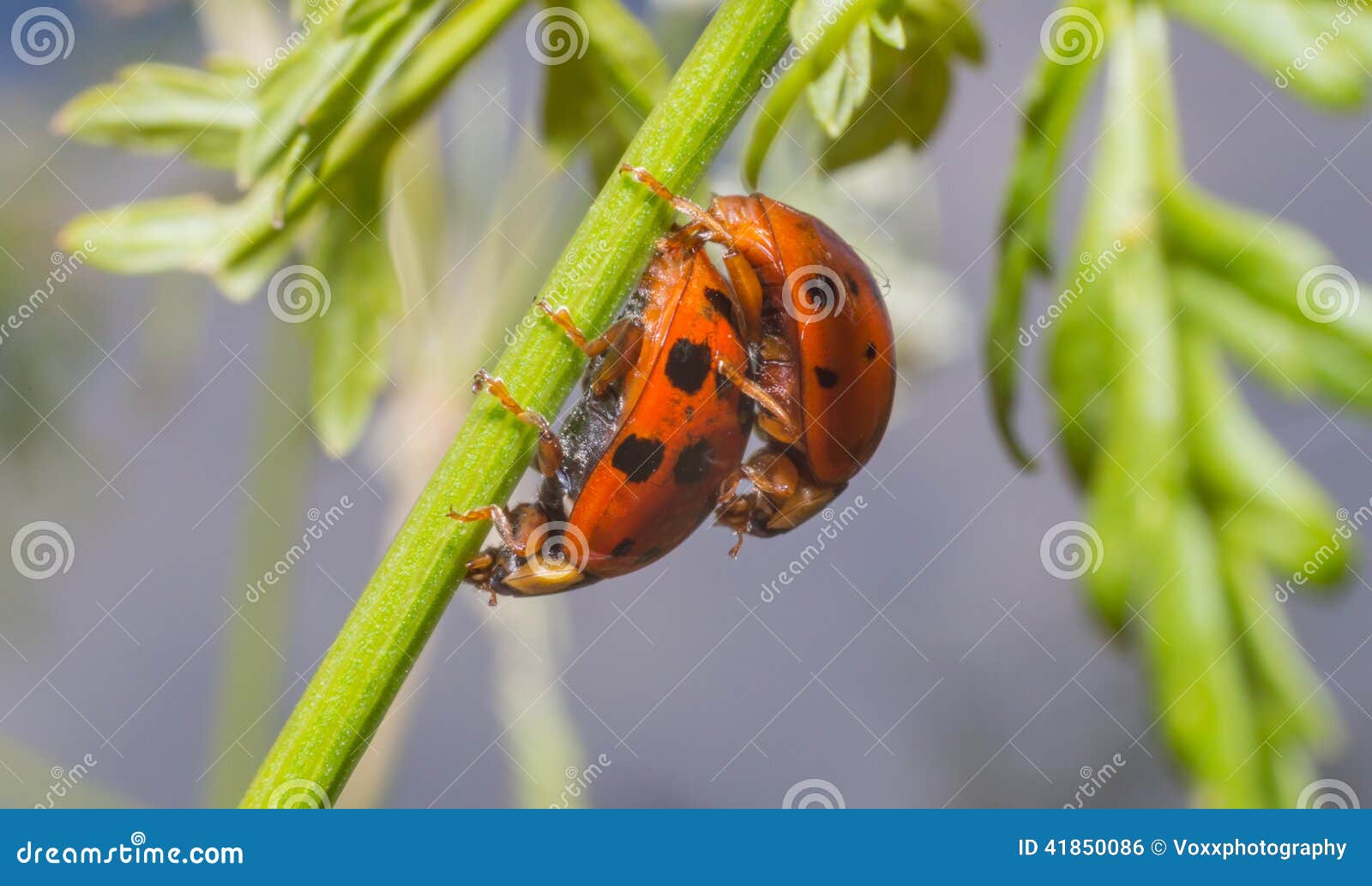 Ladybird Ladybug mating stock photo. Image of lady, point - 41850086