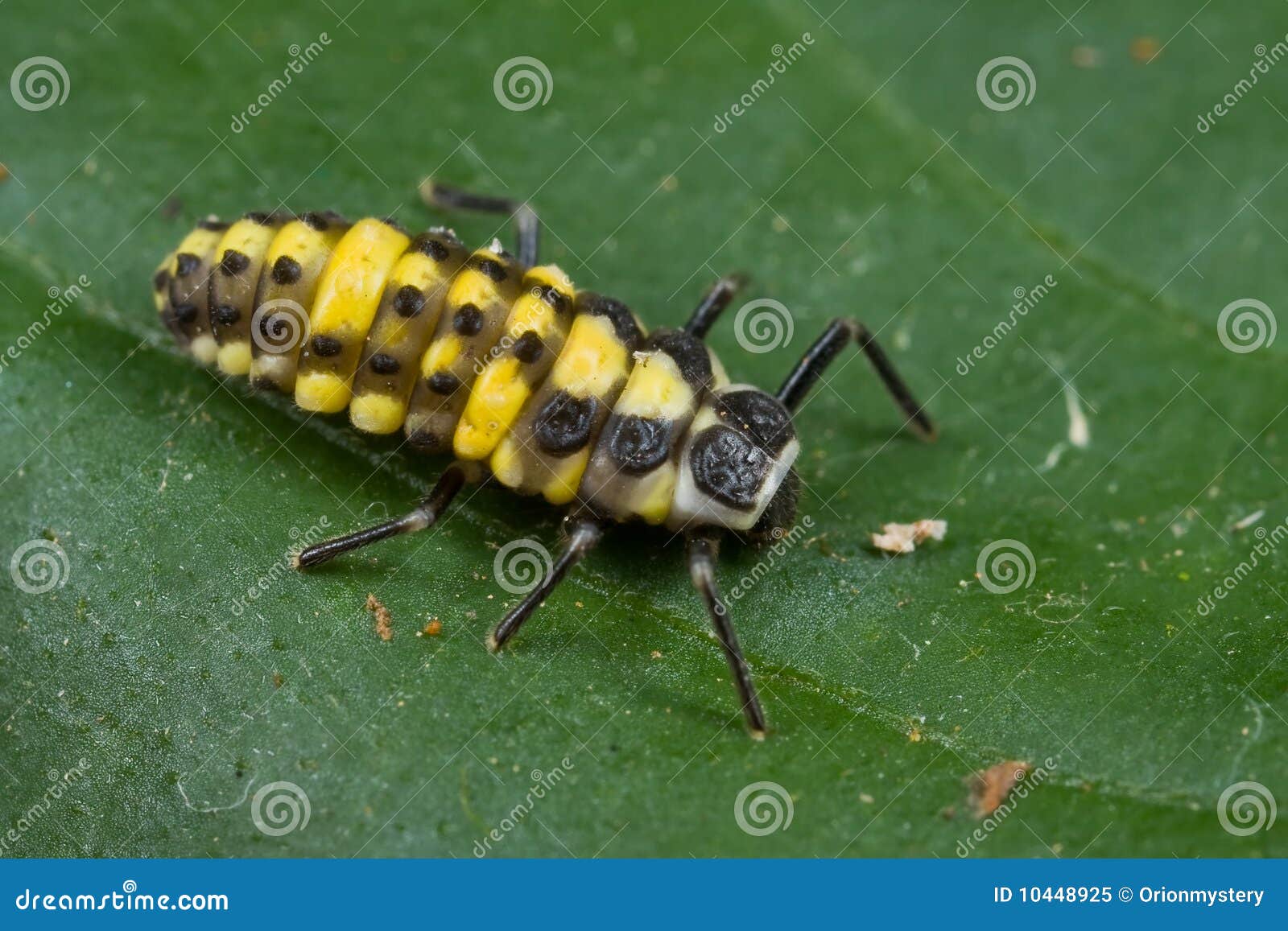 Ladybird larva stock image. Image of wildlife, fauna - 10448925