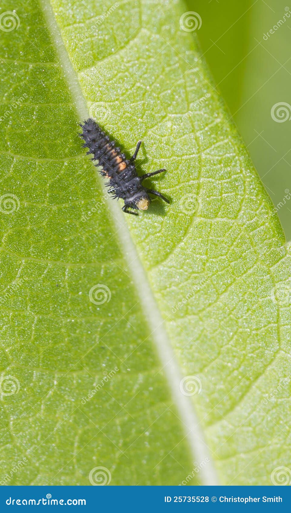 Ladybird Larvae On A Wall Stock Image | CartoonDealer.com #188450341