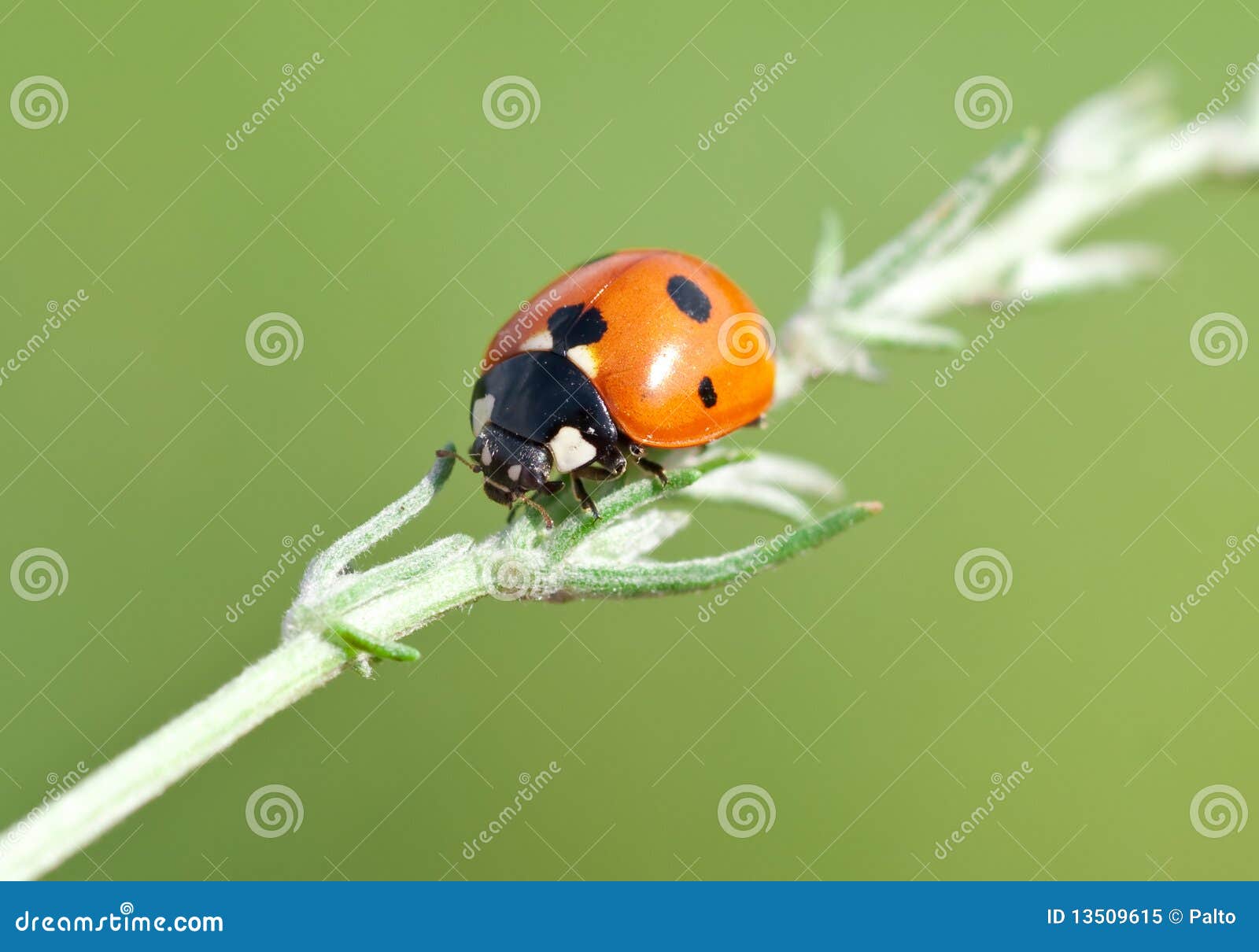 Ladybird on leaf stock image. Image of life, beetle, ladybird - 13509615