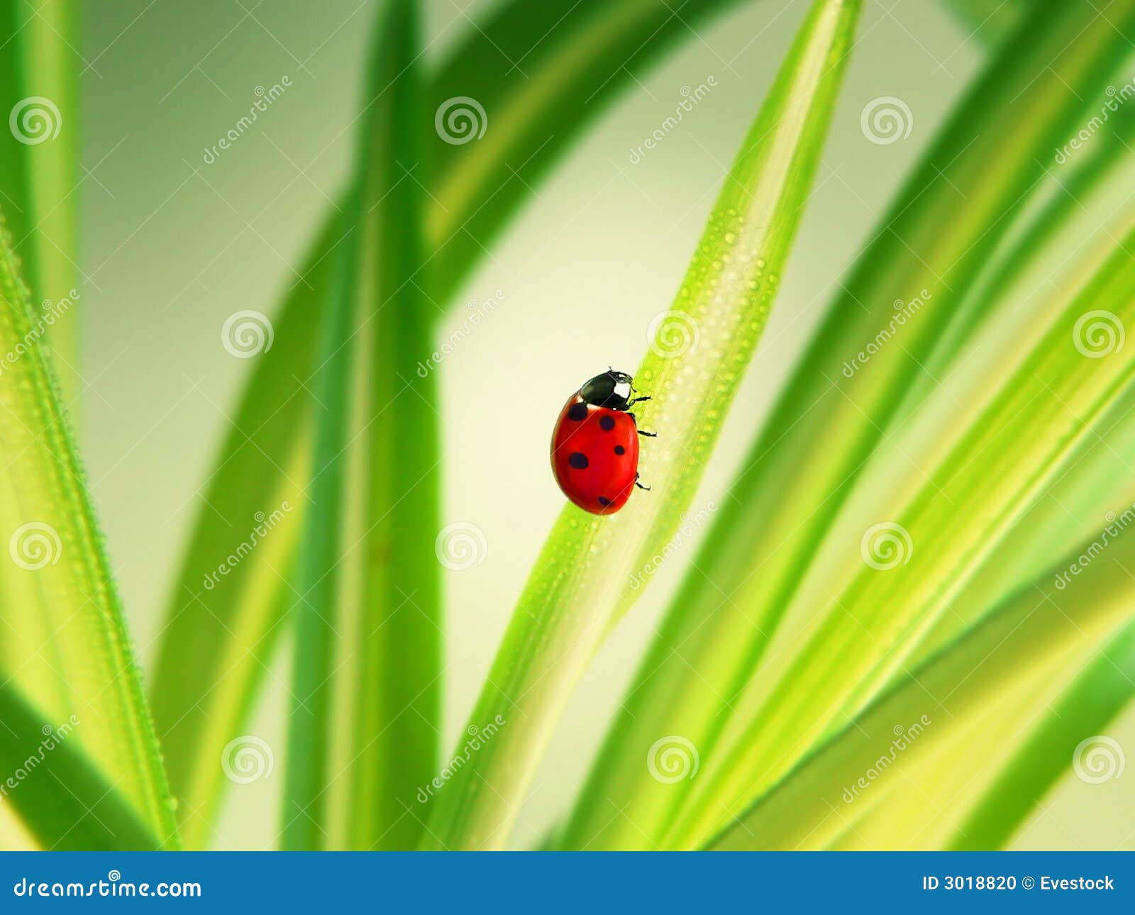 Ladybird on Leaf stock photo. Image of glaring, macro - 3018820