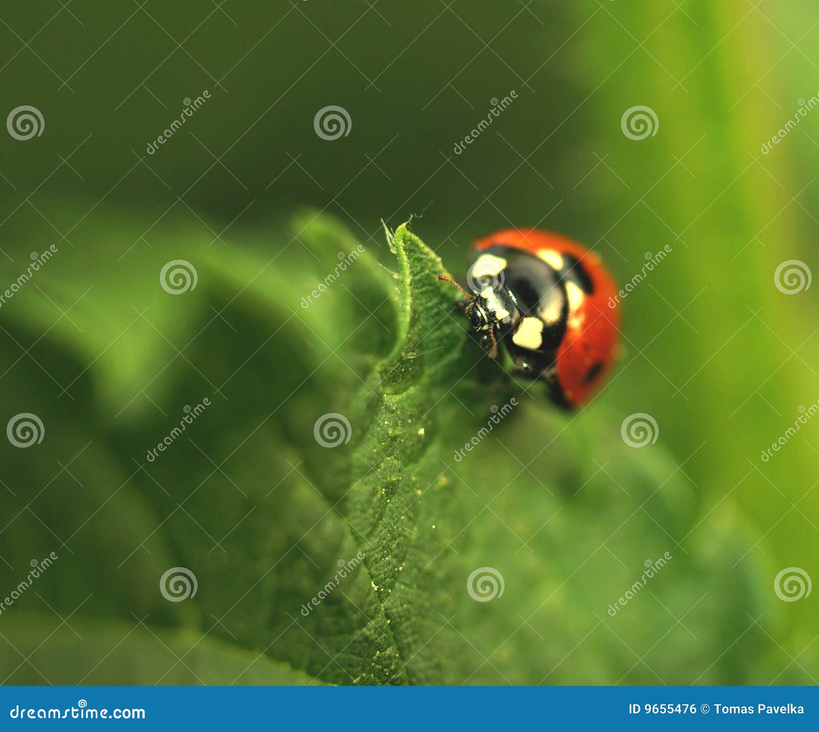Ladybird on leaf stock photo. Image of little, insect - 9655476