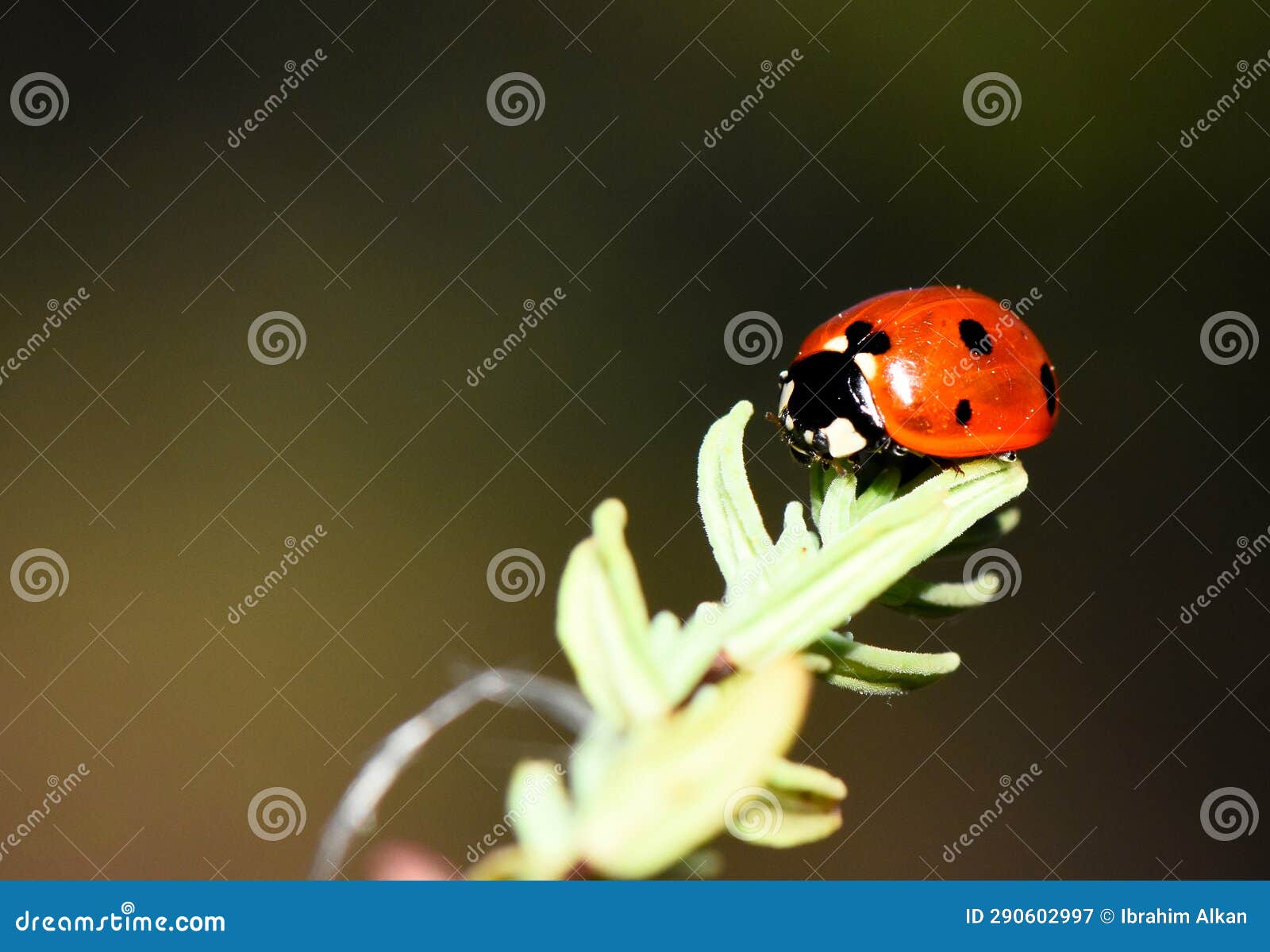 Red Ladybird On Baby Hand On Green Grass Background Stock Photography ...