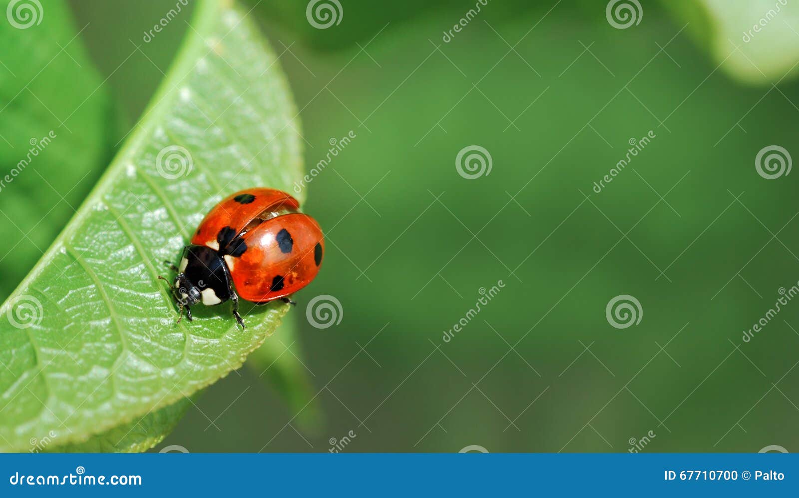Ladybird on leaf stock photo. Image of biology, bright - 67710700