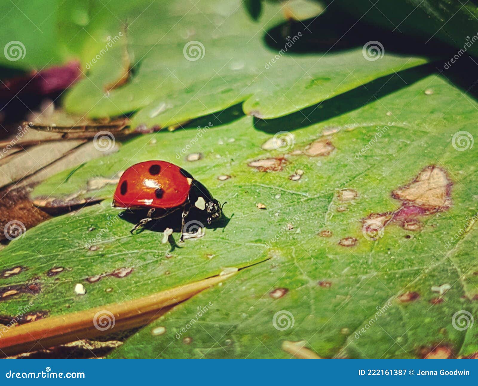 Ladybird on a leaf stock image. Image of insect, flower - 222161387