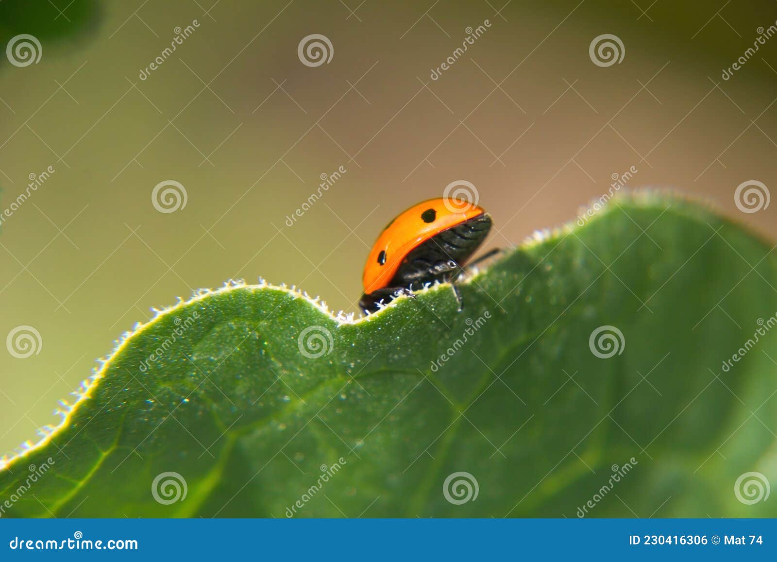 Ladybird on leaf stock photo. Image of spotted, ladybird - 230416306