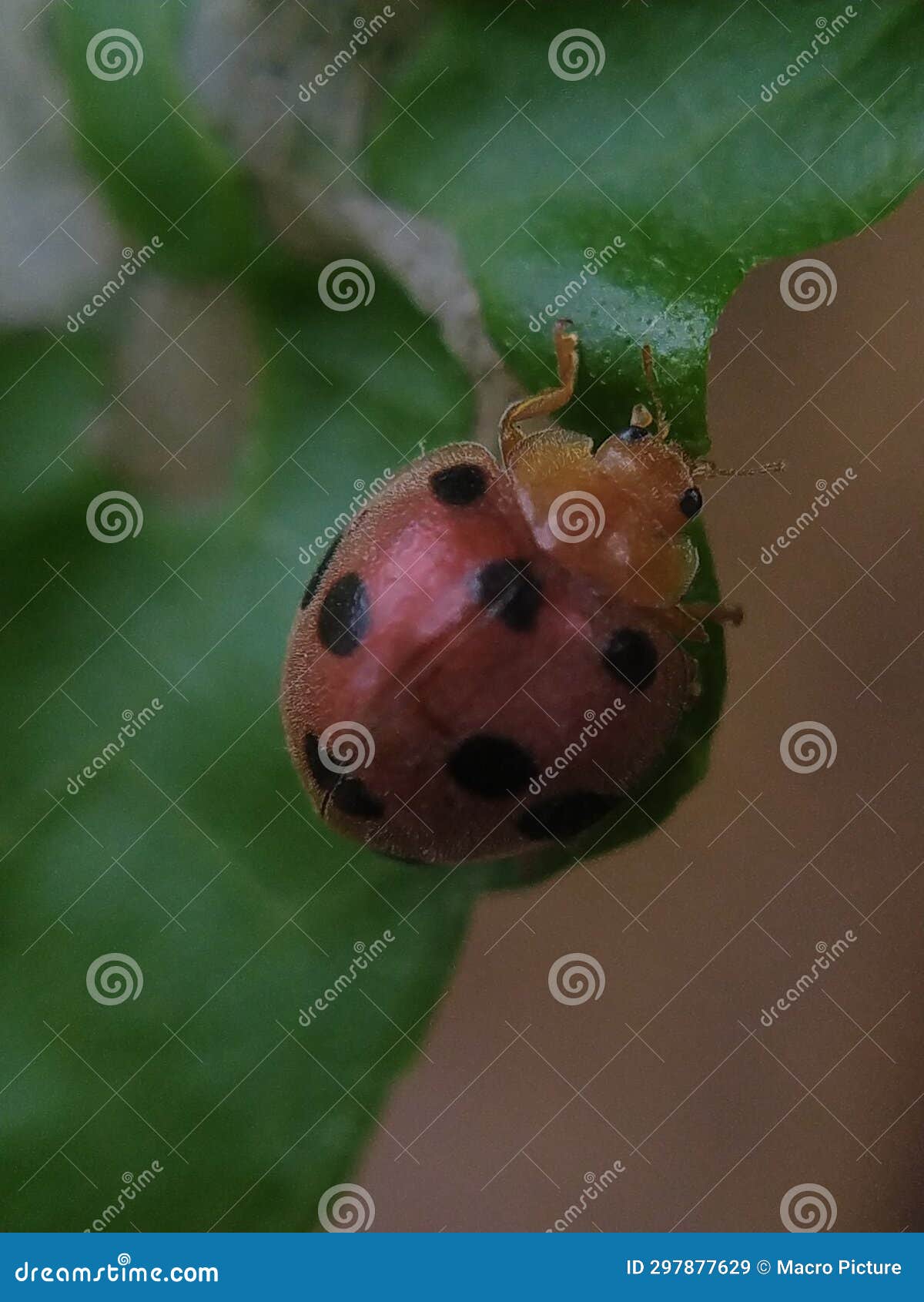 Ladybird in Leaf Small a Macro Photography Stock Image - Image of small ...