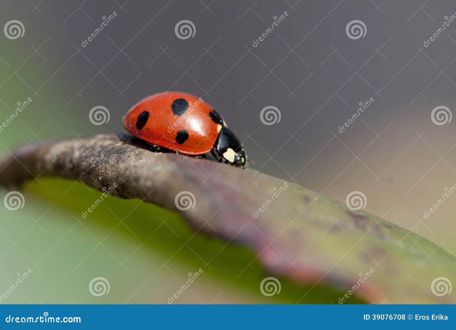 Ladybird on a leaf stock photo. Image of meadow, environment - 39076708