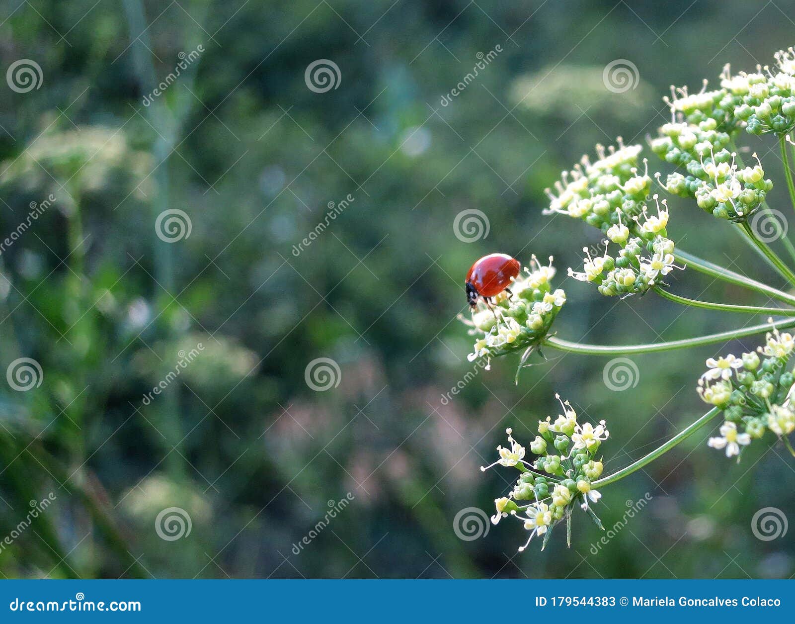Ladybug Flower Hopper Stock Photography | CartoonDealer.com #24933218