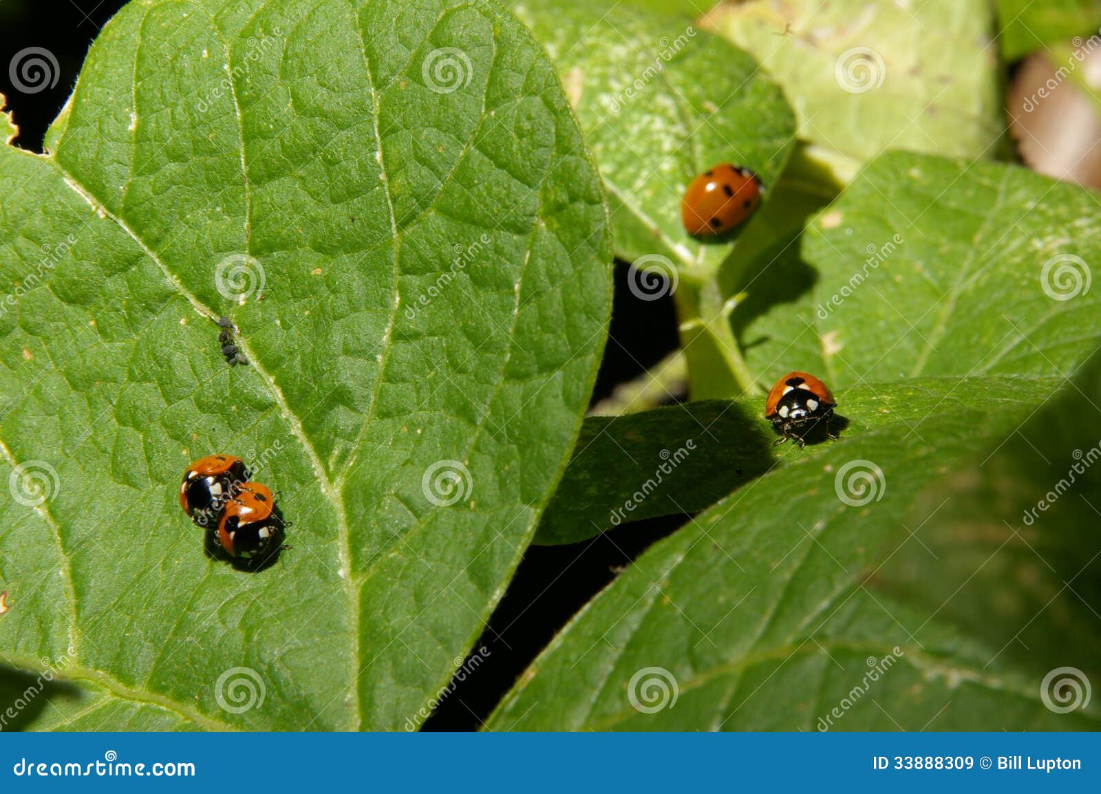 Ladybird love stock image. Image of bean, cows, legume - 33888309