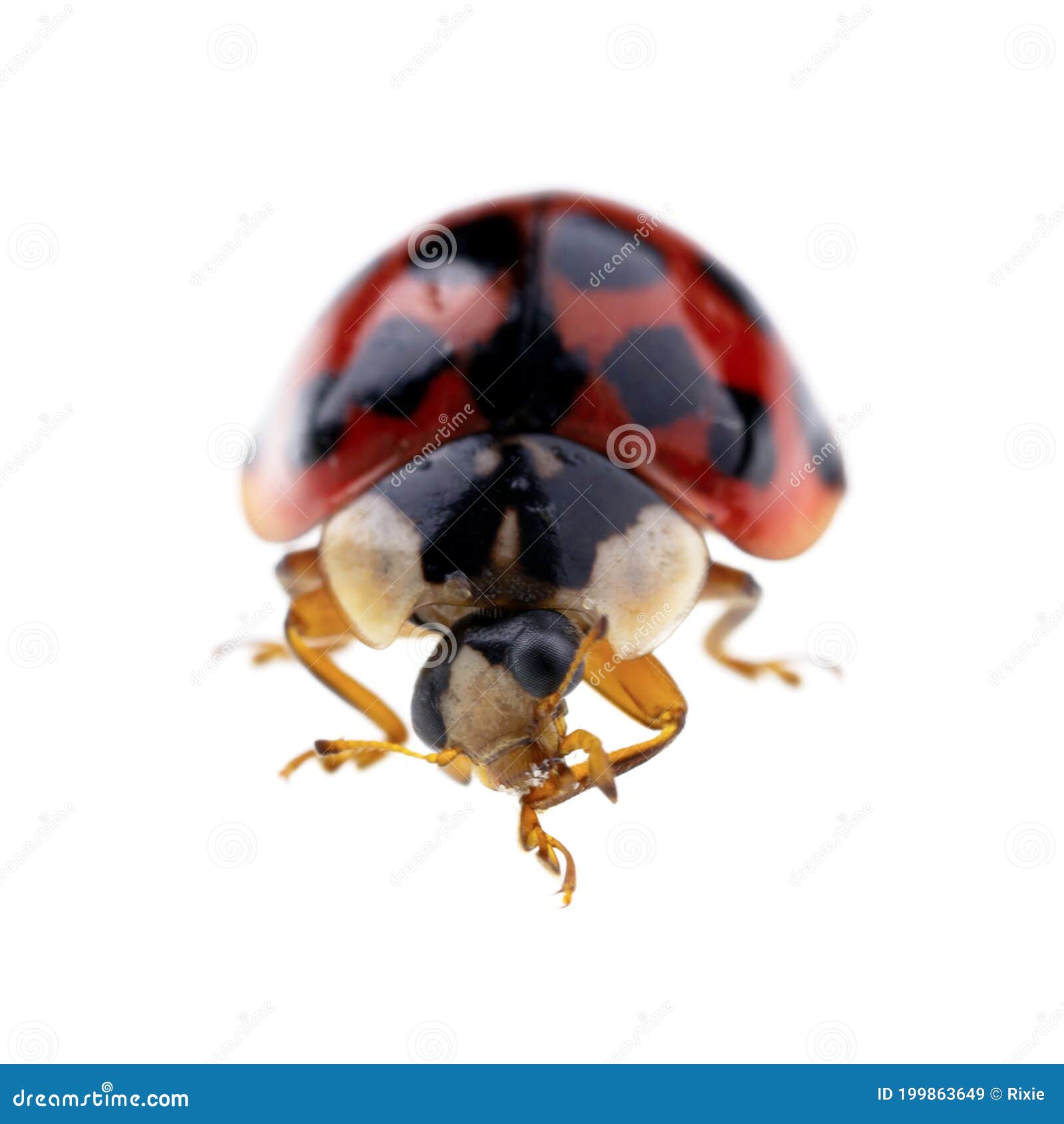Ladybird macro stock image. Image of ladybird, beautiful - 199863649