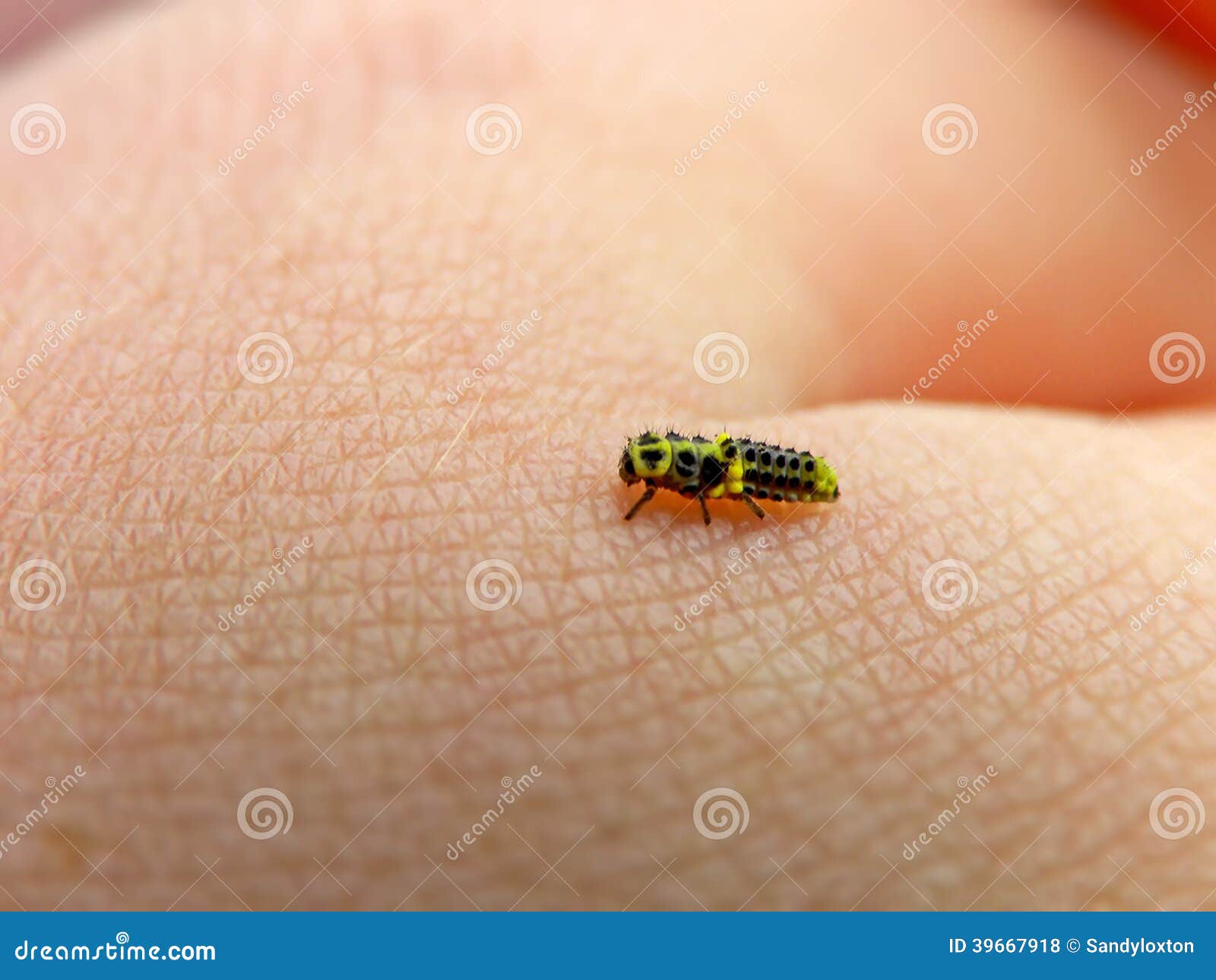 Ladybird nymph stock photo. Image of ladybird, ladybirds - 39667918