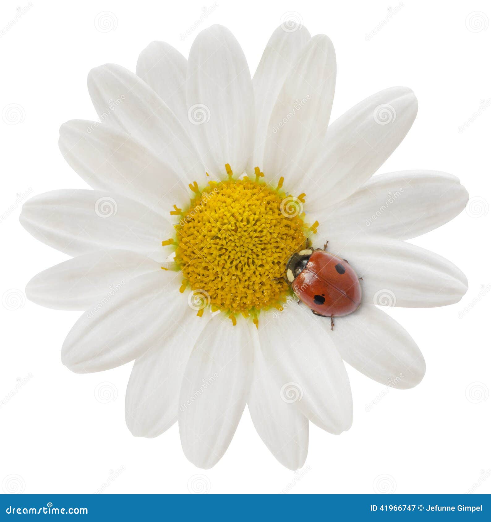 Ladybird and Perfect Daisy stock image. Image of organic - 41966747
