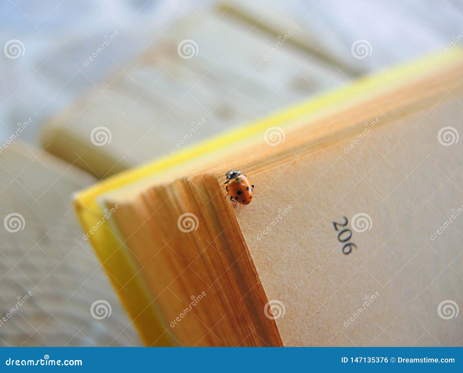 Ladybird reading in a book stock photo. Image of beetle - 147135376