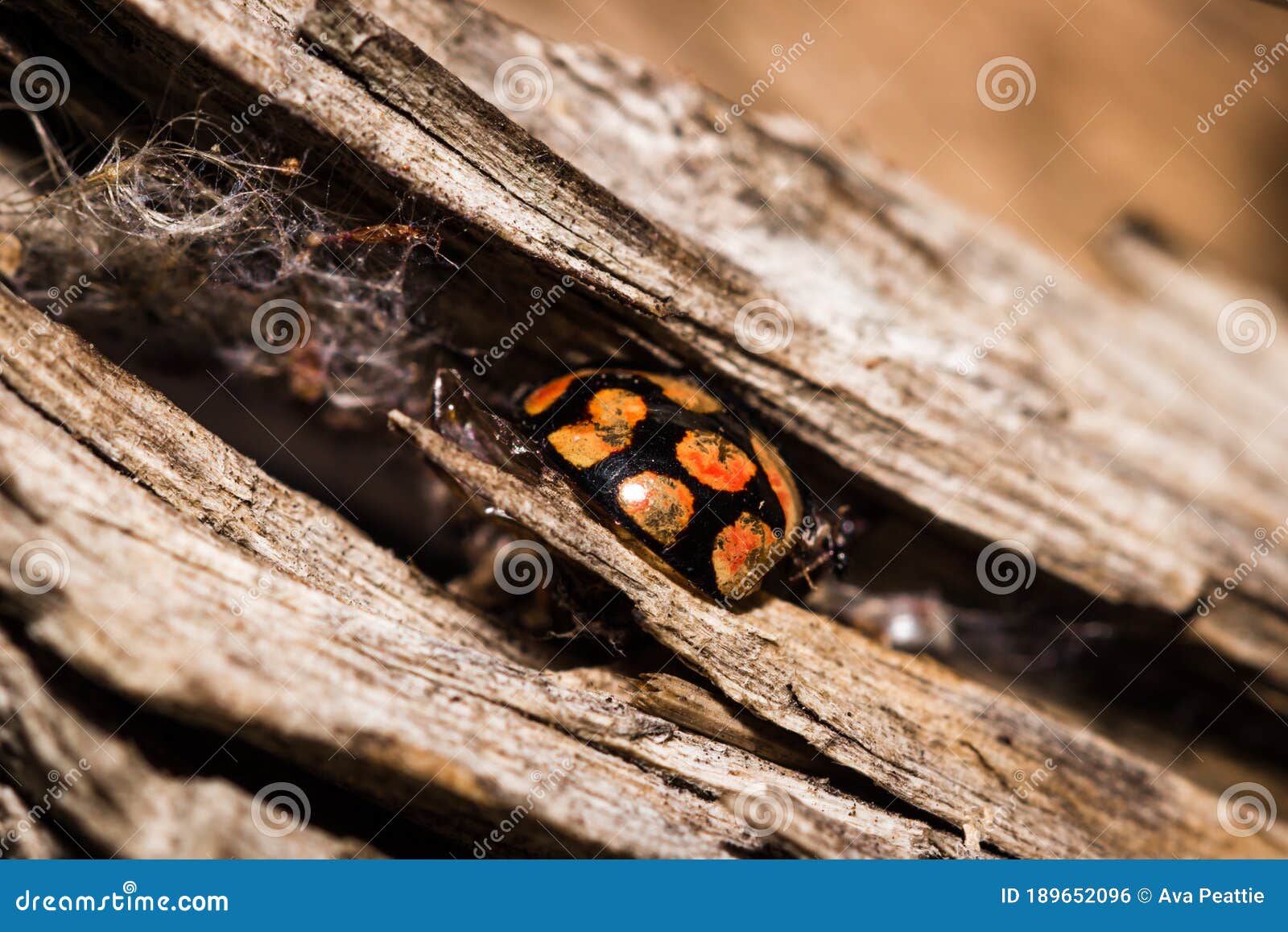 Africa Ladybird South Stock Photos - Free & Royalty-Free Stock Photos ...