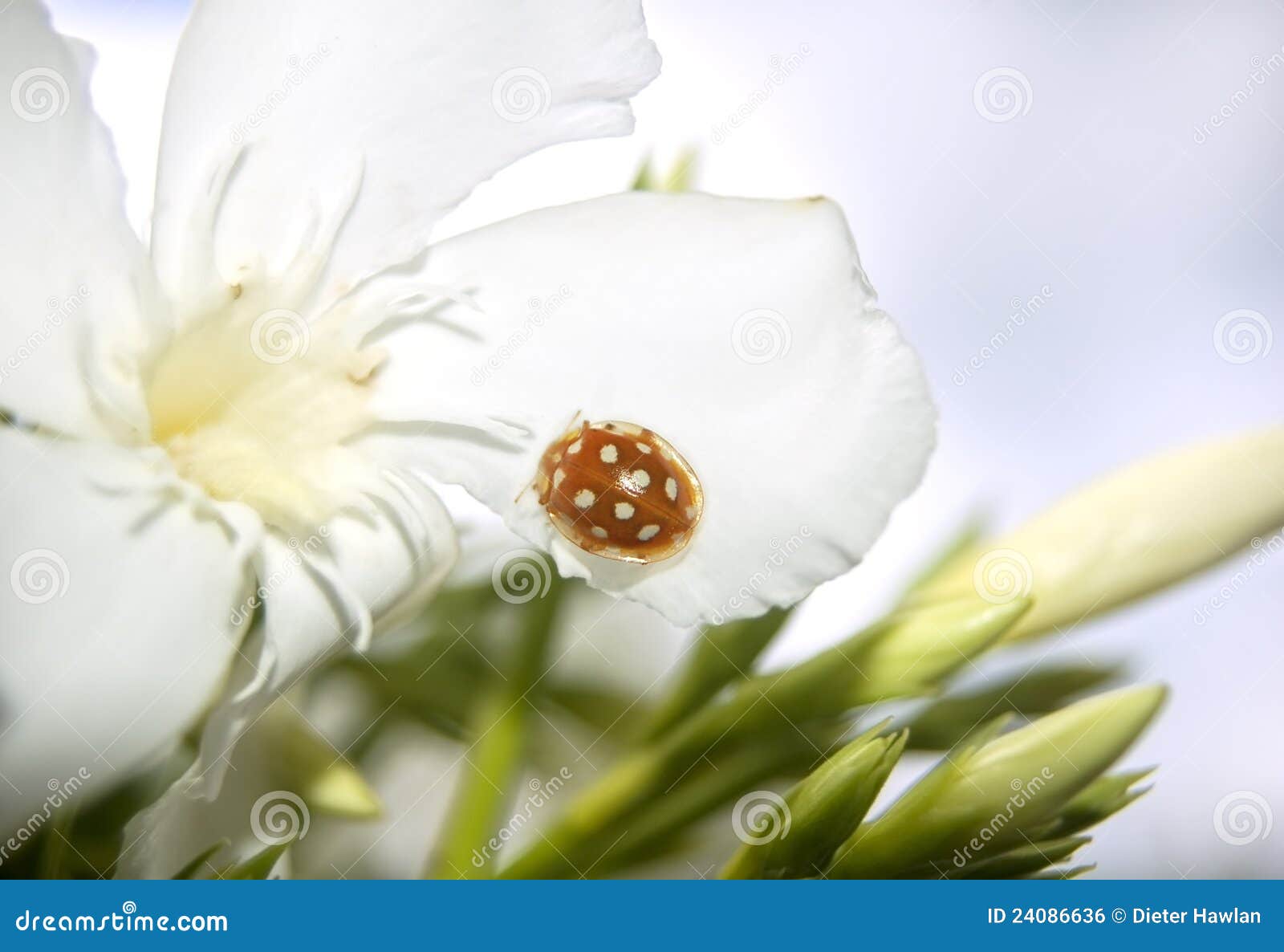 Ladybird Sitting on a Flower Stock Photo - Image of clear, animal: 24086636