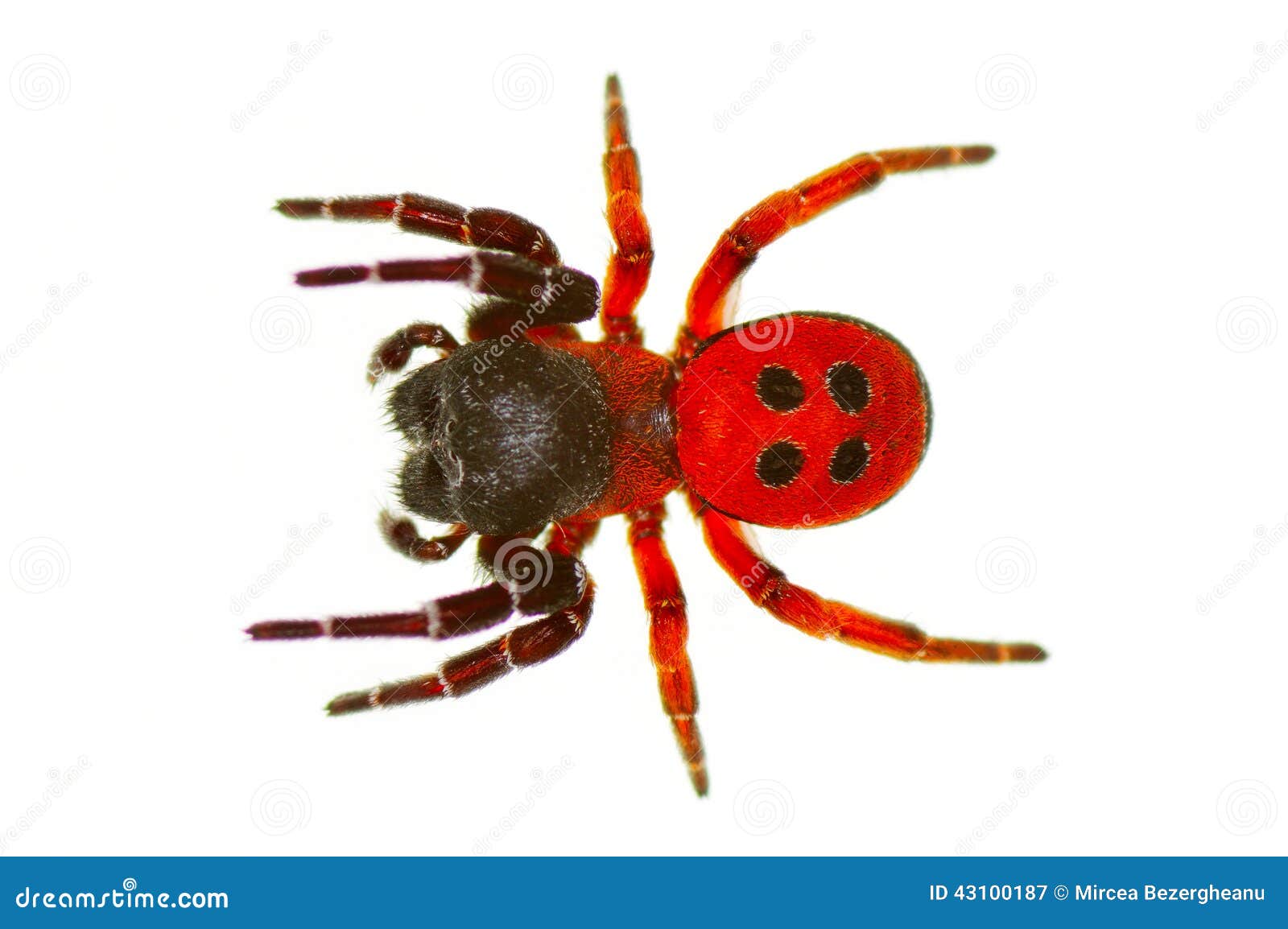 The Ladybird Spider Eresus Kollari In Defence Position Royalty-Free ...