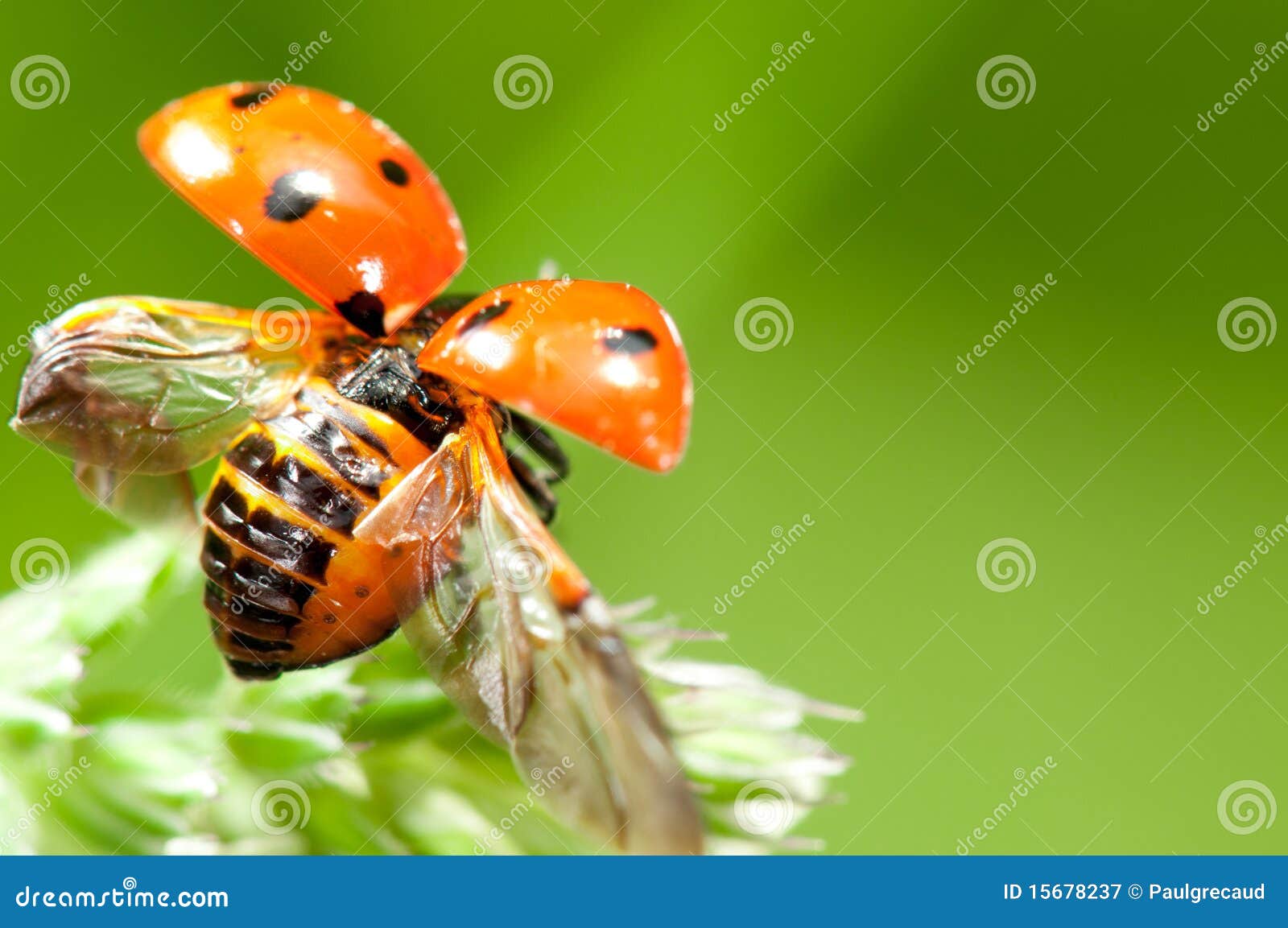 Ladybird takeoff stock image. Image of genus, freedom - 15678237