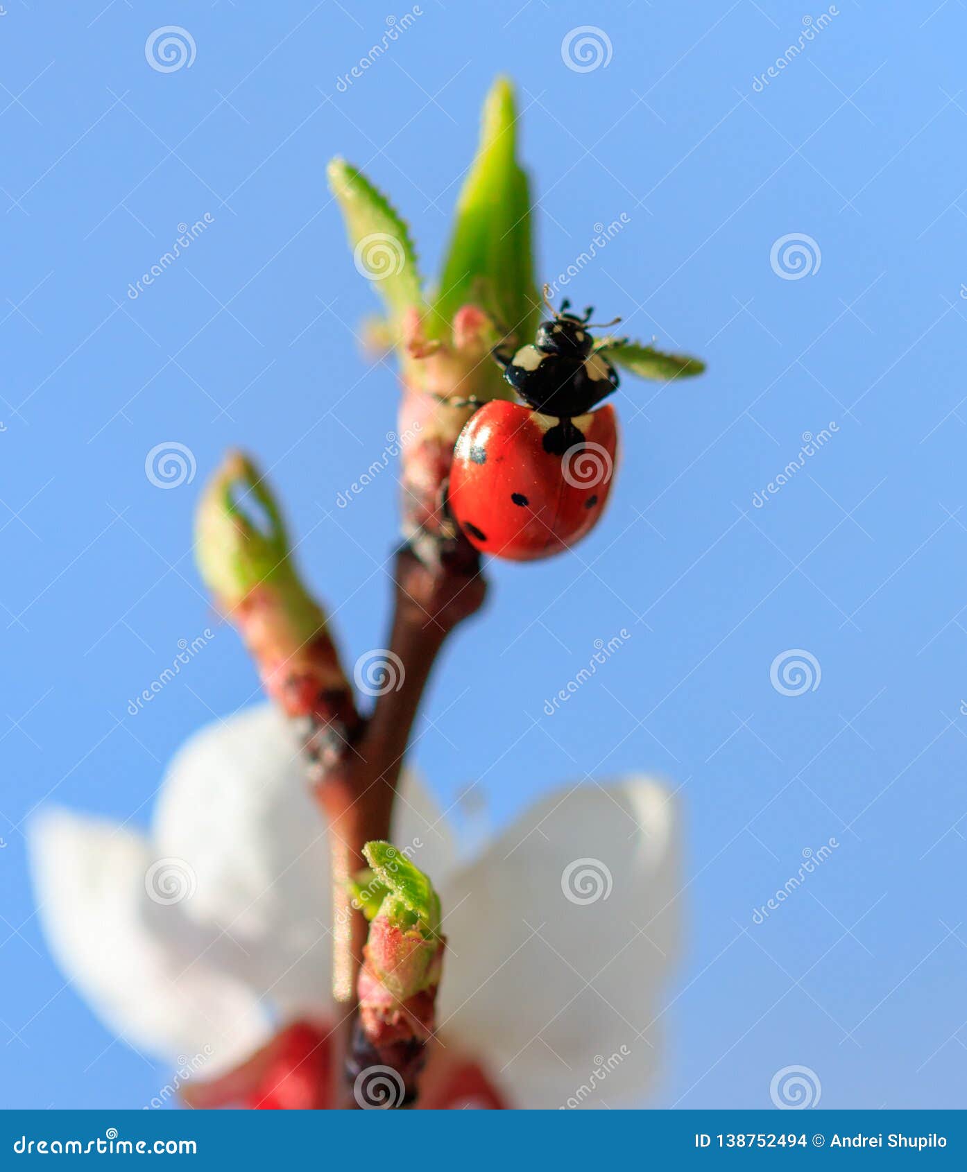 Ladybird on a Tree Branch Against a Blue Sky Background Stock Photo ...