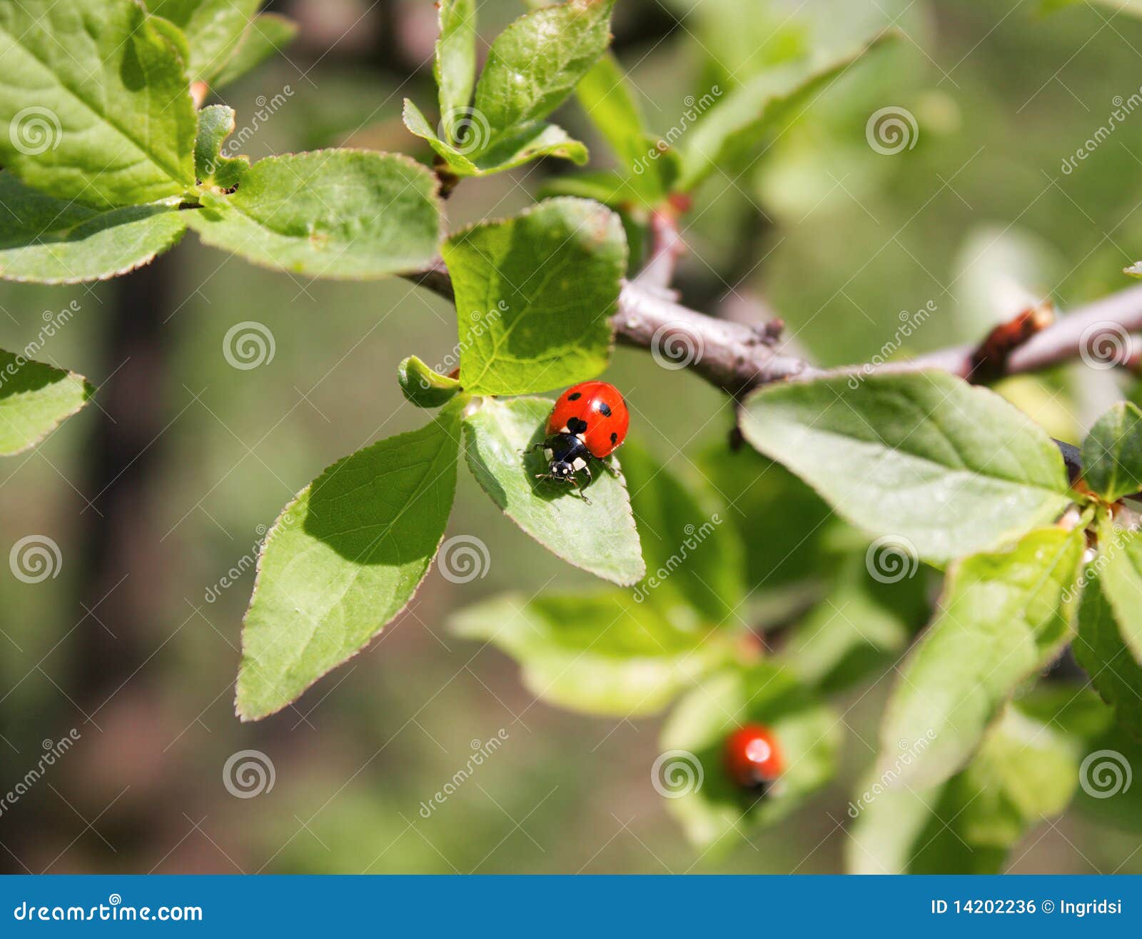 Ladybug On Leaf In Tree