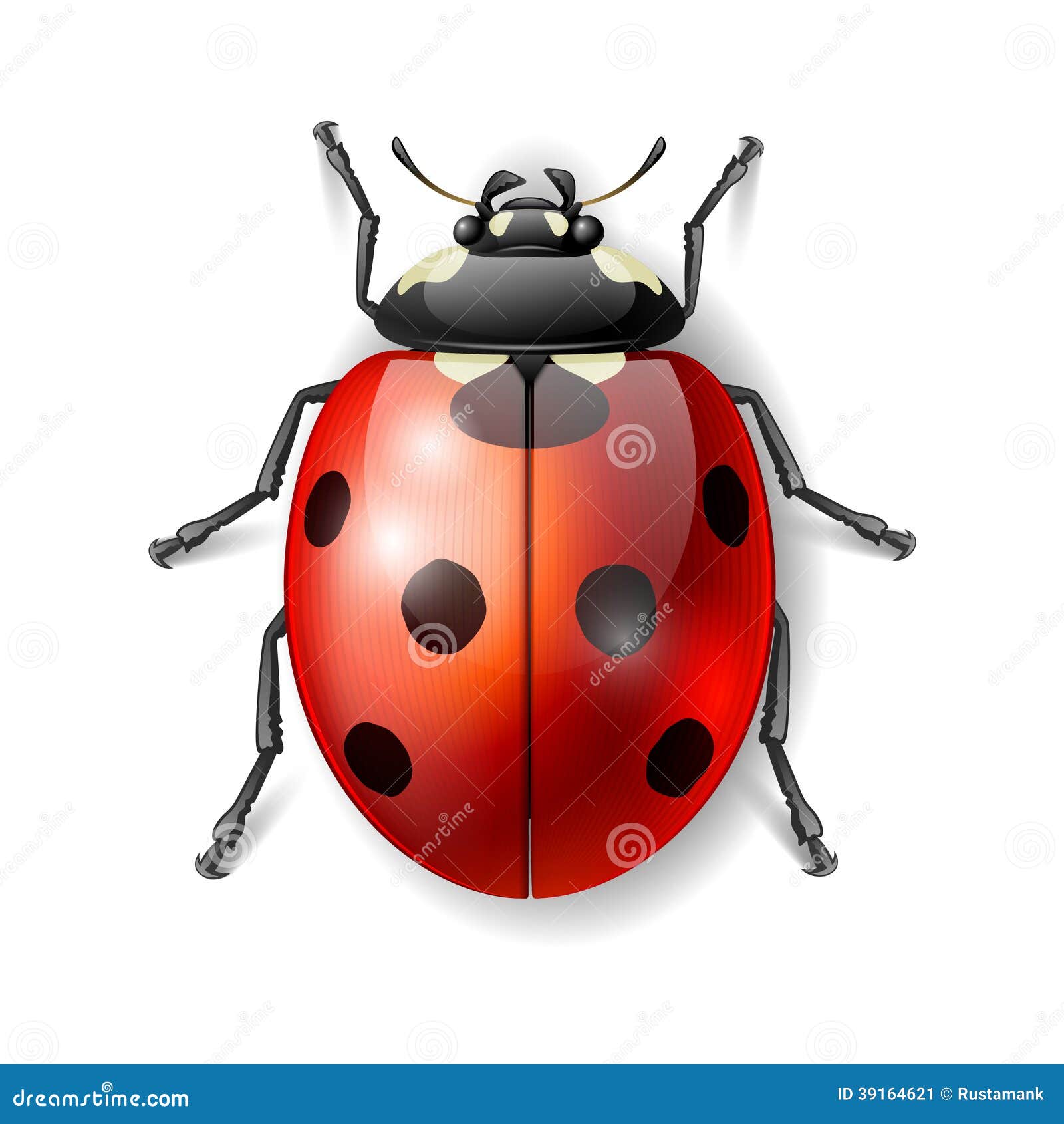 Ladybird Vector Illustration Stock Vector - Illustration of fauna ...