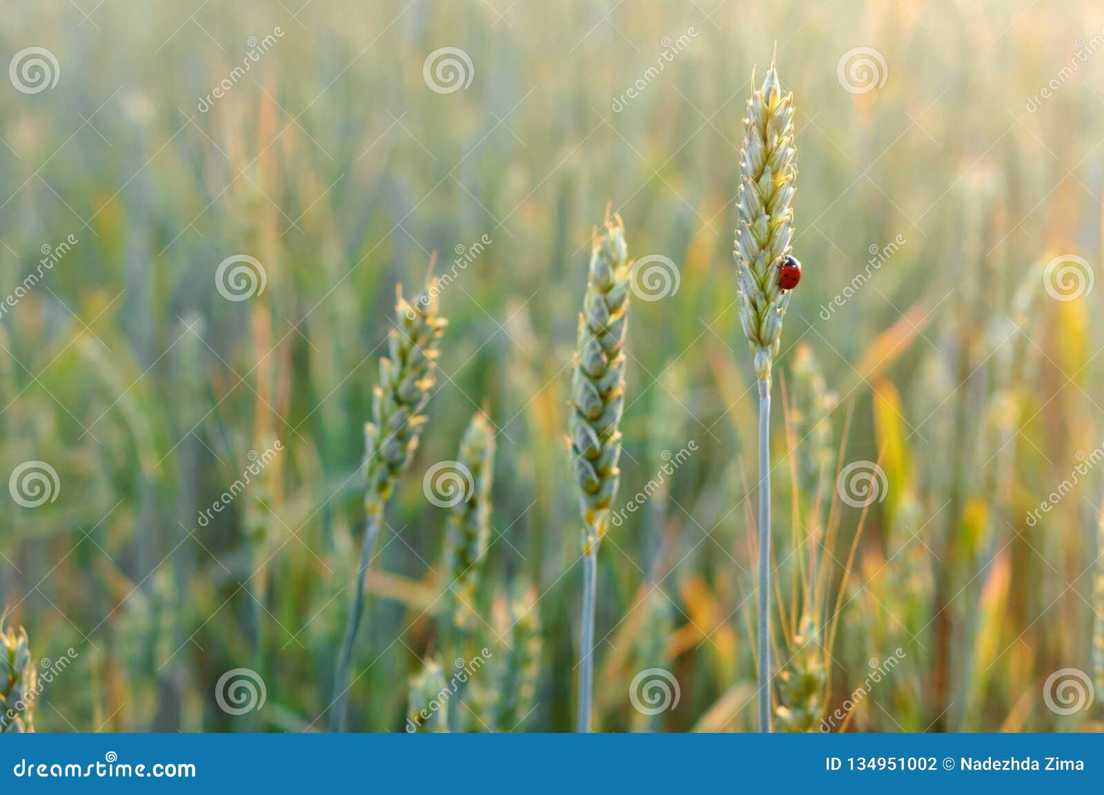 Ladybird on wheat spike stock photo. Image of nature - 134951002