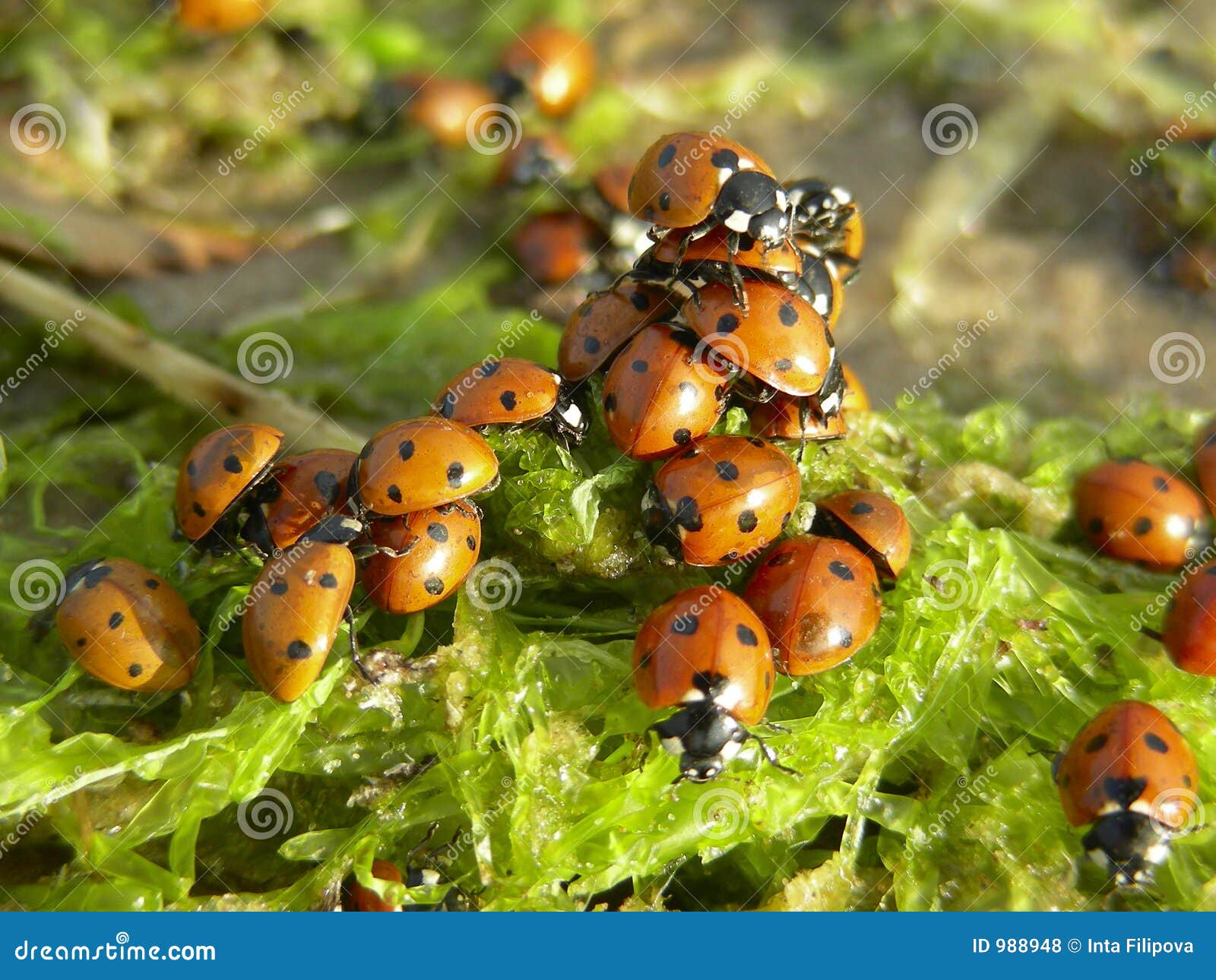 Ladybirds stock photo. Image of seaside, seaweed, insect - 988948
