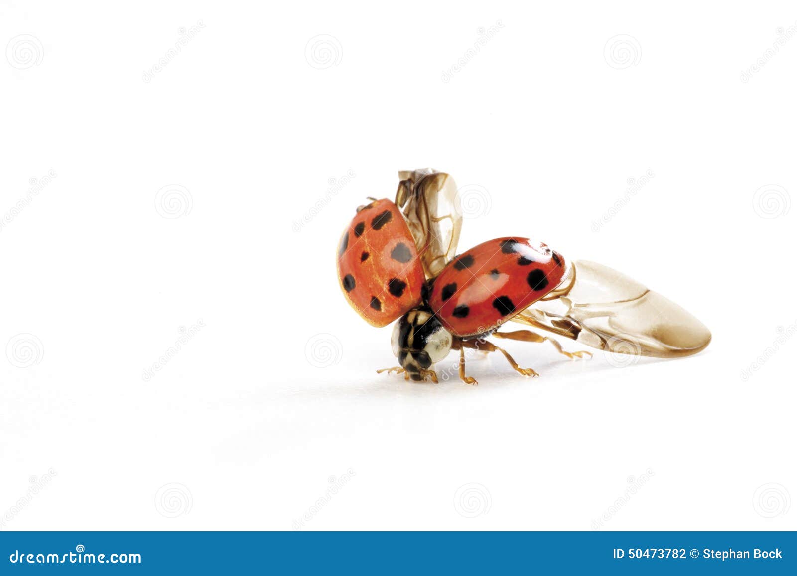 Ladybirds opening wings stock photo. Image of coleoptera - 50473782