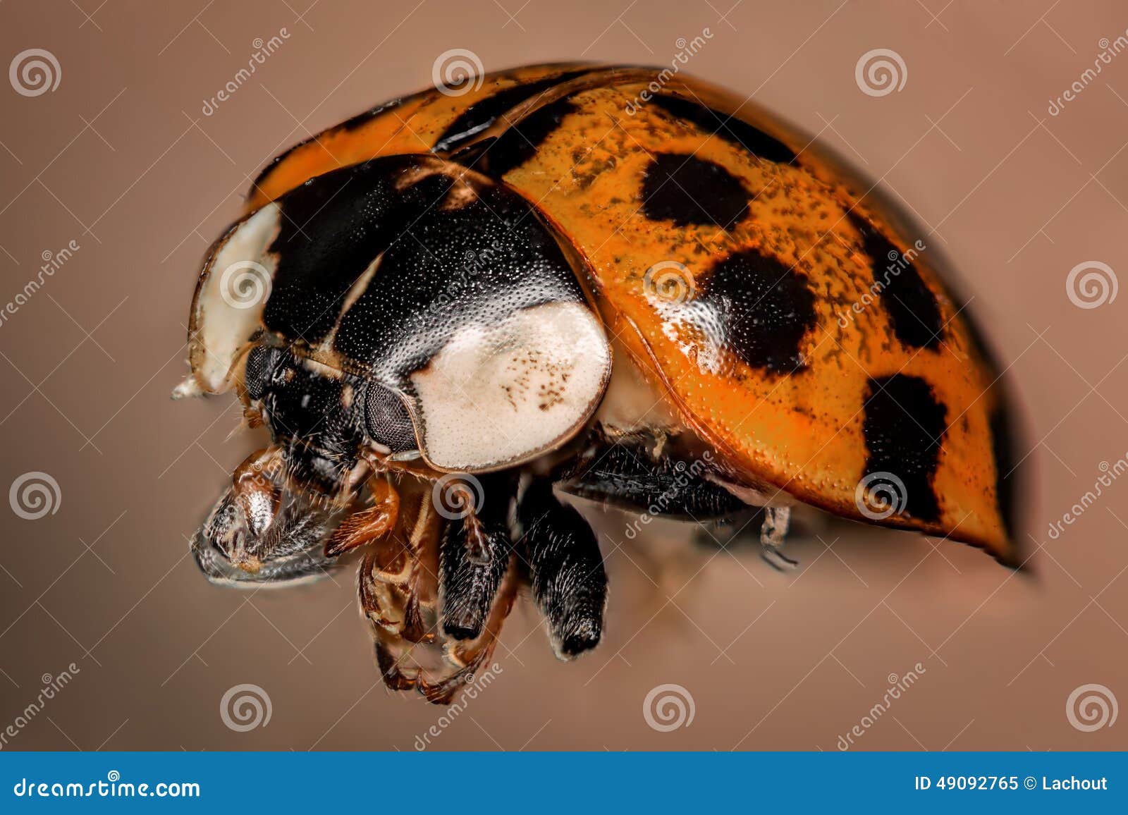 Ladybud closeup stock image. Image of close, critter - 49092765