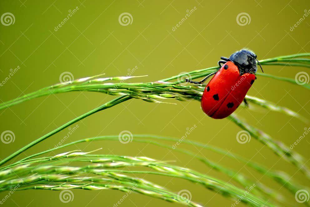 Ladybug stock photo. Image of crawlies, flying, spots, green - 6742