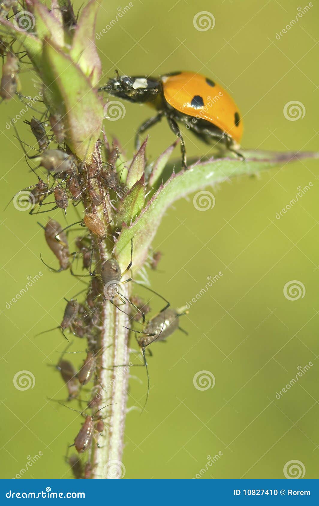 Ladybug stock photo. Image of natural, plant, eating - 10827410