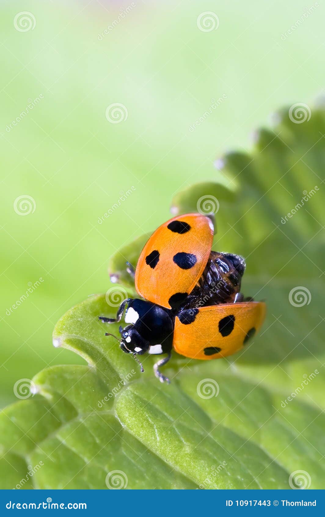 Ladybug stock image. Image of wings, spotted, garden - 10917443