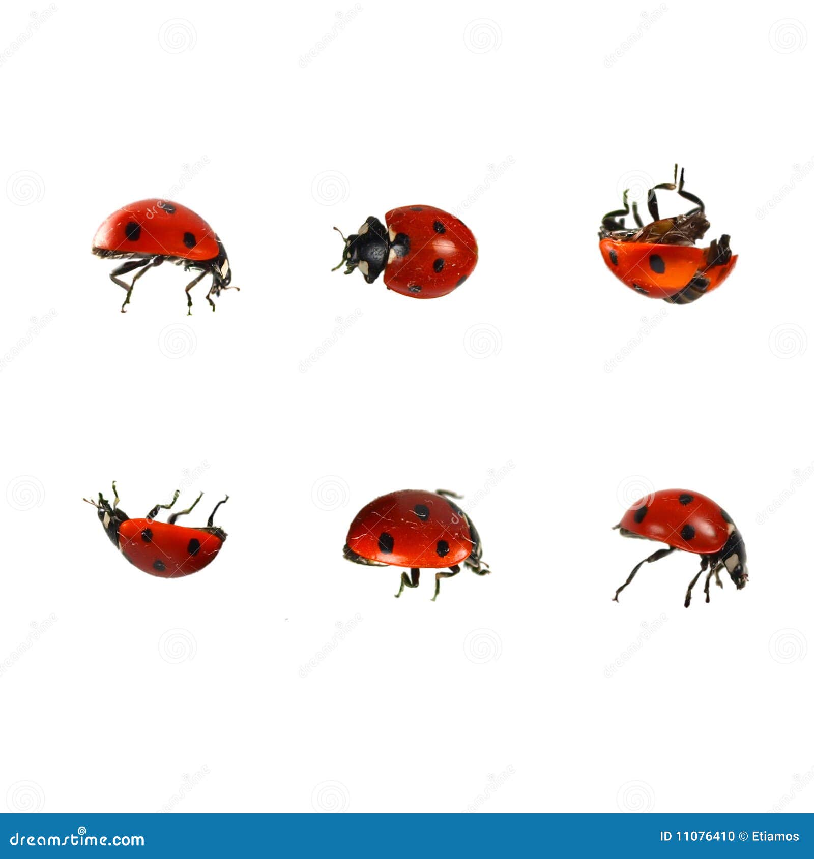Ladybug stock photo. Image of creature, nature, desin - 11076410