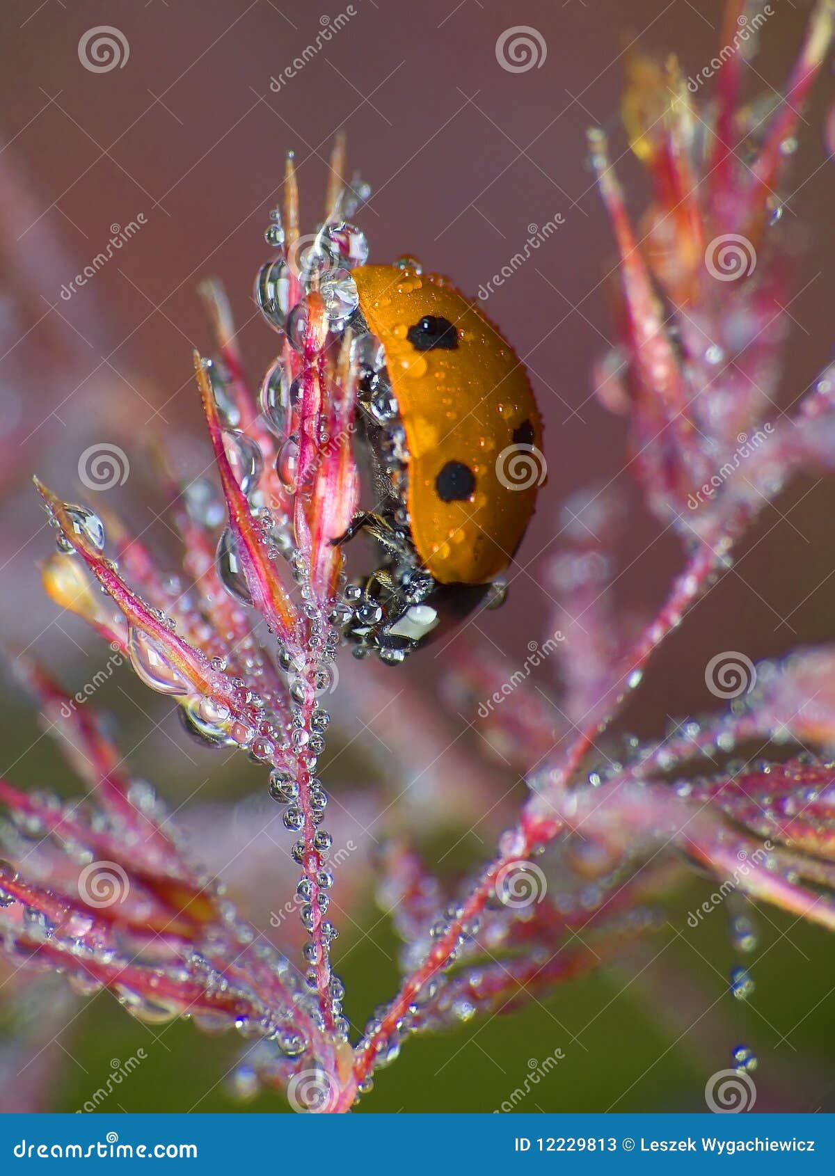 Ladybug stock image. Image of animal, ears, lepidoptera - 12229813