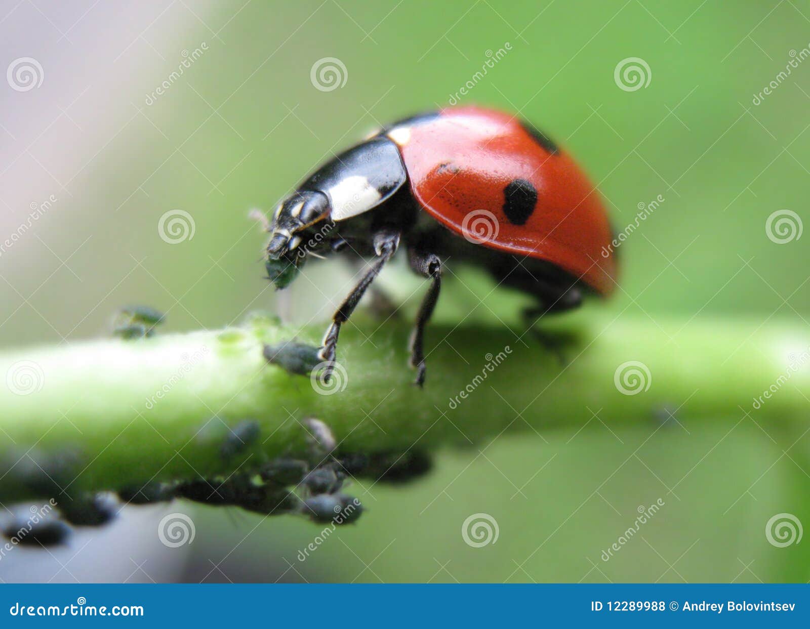 Ladybug stock photo. Image of extermination, antenna - 12289988