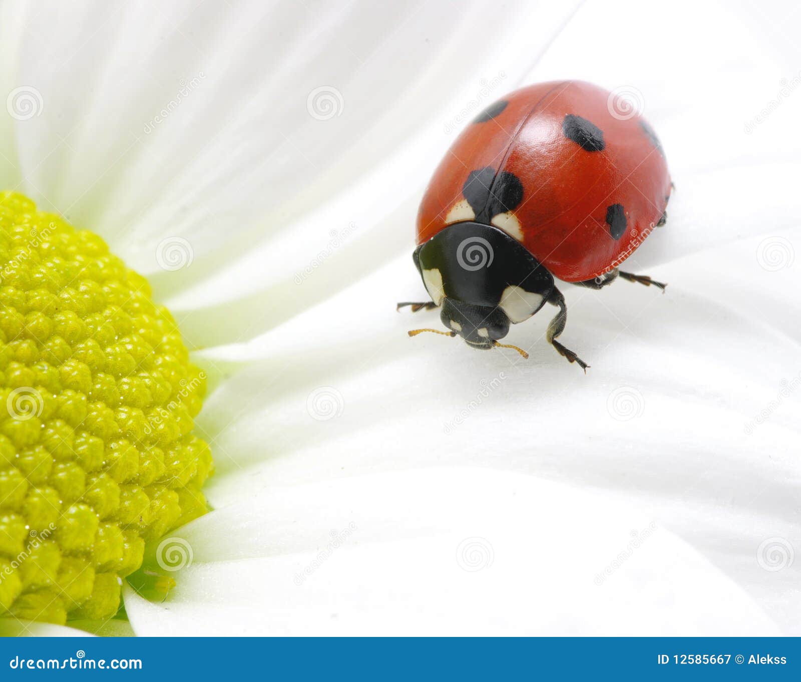 Ladybug stock image. Image of plant, close, daisy, ornamental - 12585667