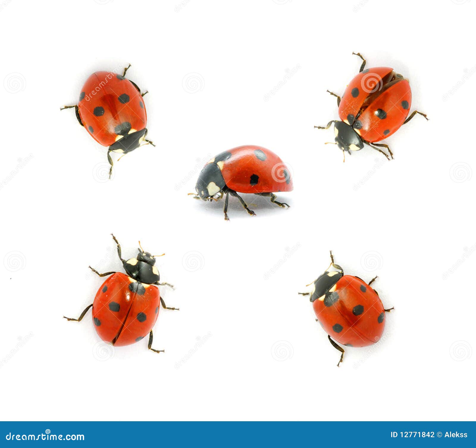 Ladybug stock photo. Image of natural, beauty, close - 12771842
