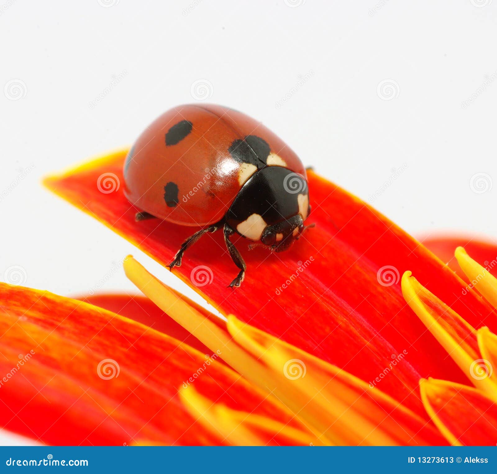 The ladybug stock image. Image of spring, macro, botany - 13273613