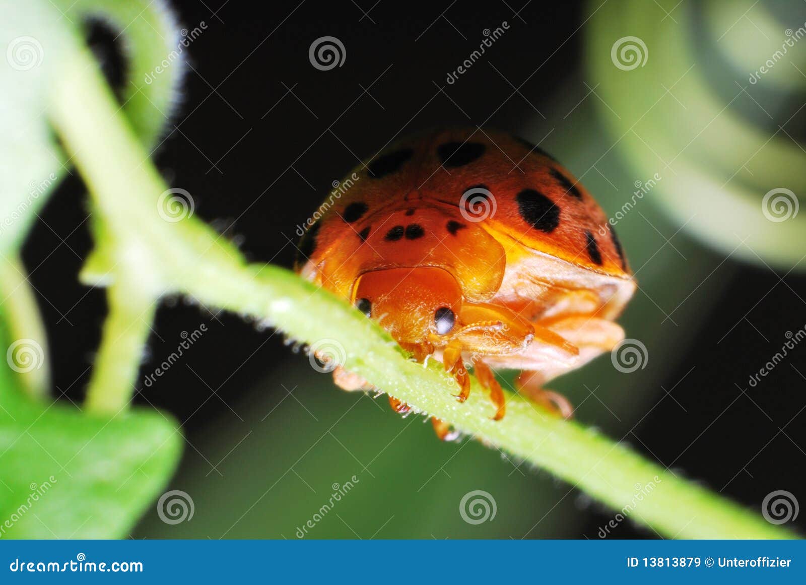 LadyBug stock image. Image of flight, antennae, biology - 13813879