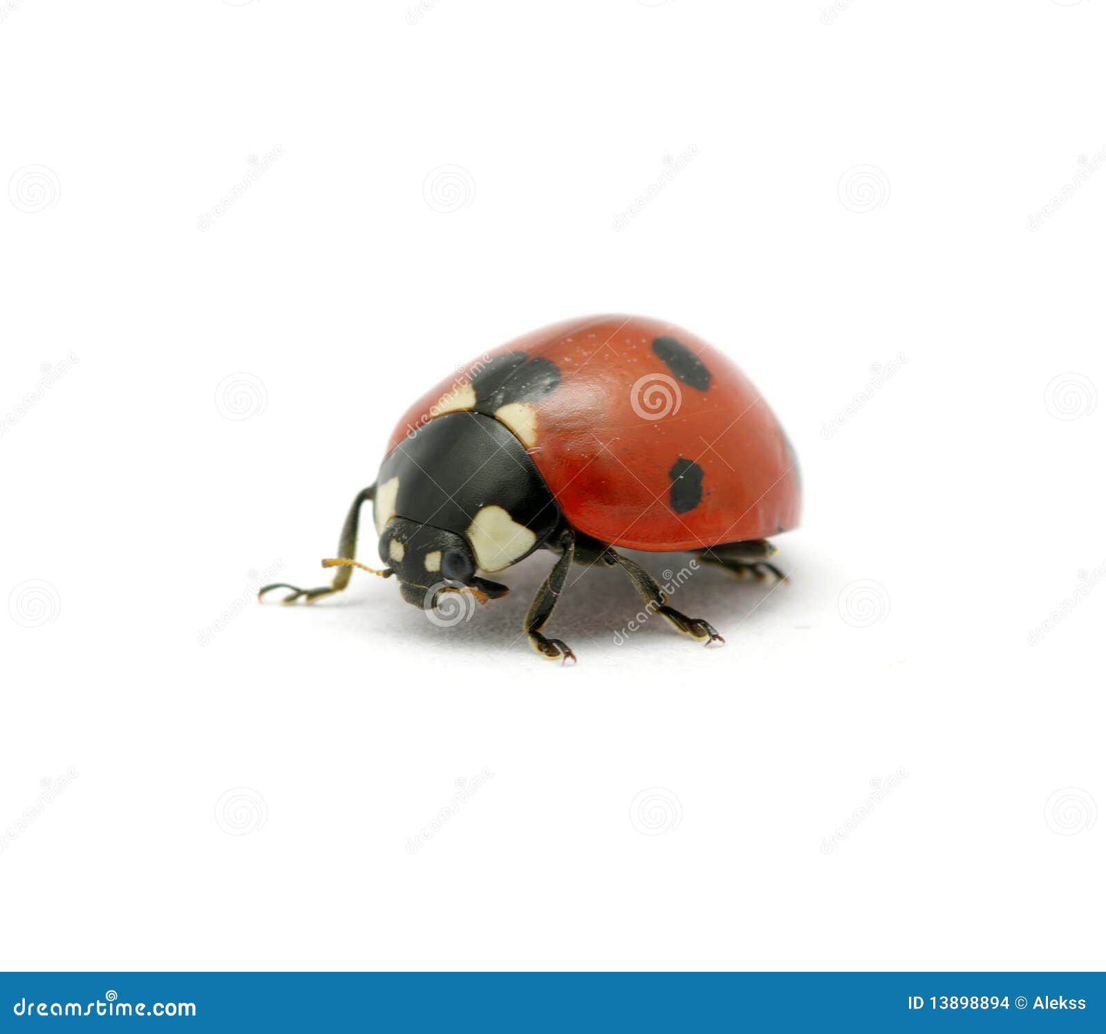 Ladybug stock photo. Image of shiny, insect, isolated - 13898894