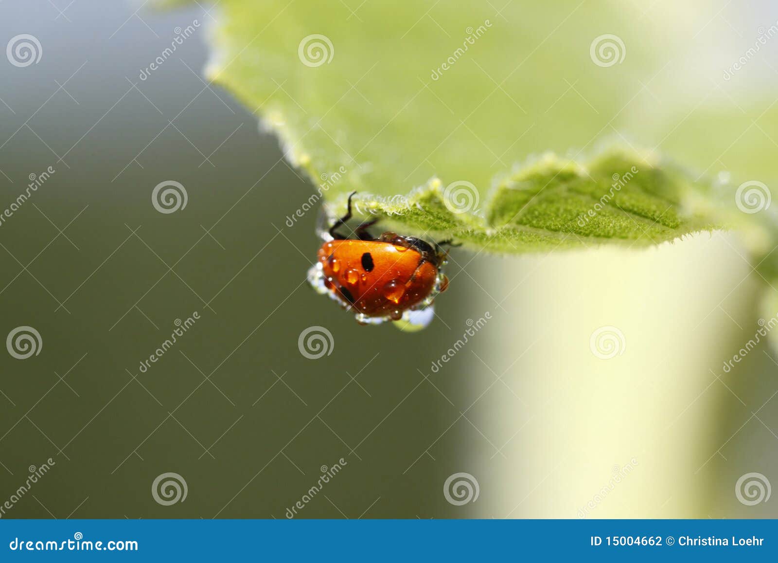 Ladybug Upside Down On Leaves Stock Image | CartoonDealer.com #122659009