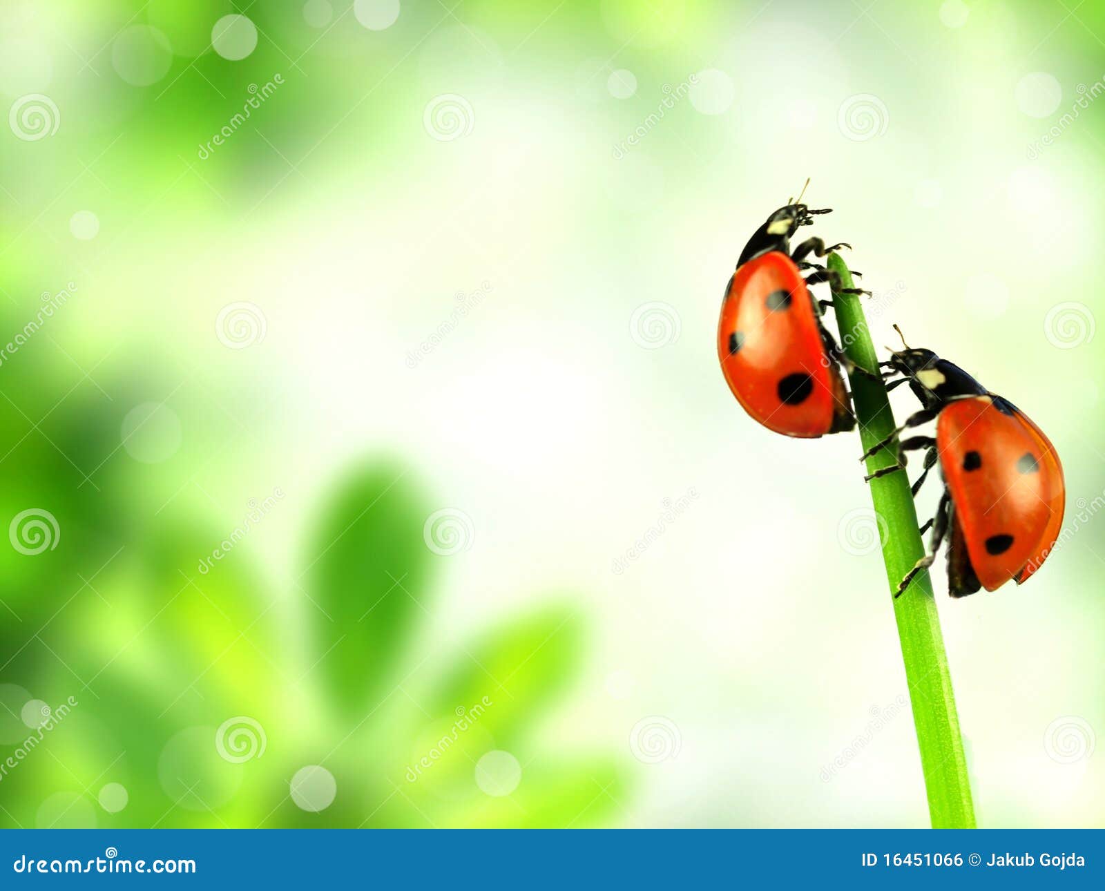 Ladybug stock photo. Image of life, beetle, detail, antenna - 16451066