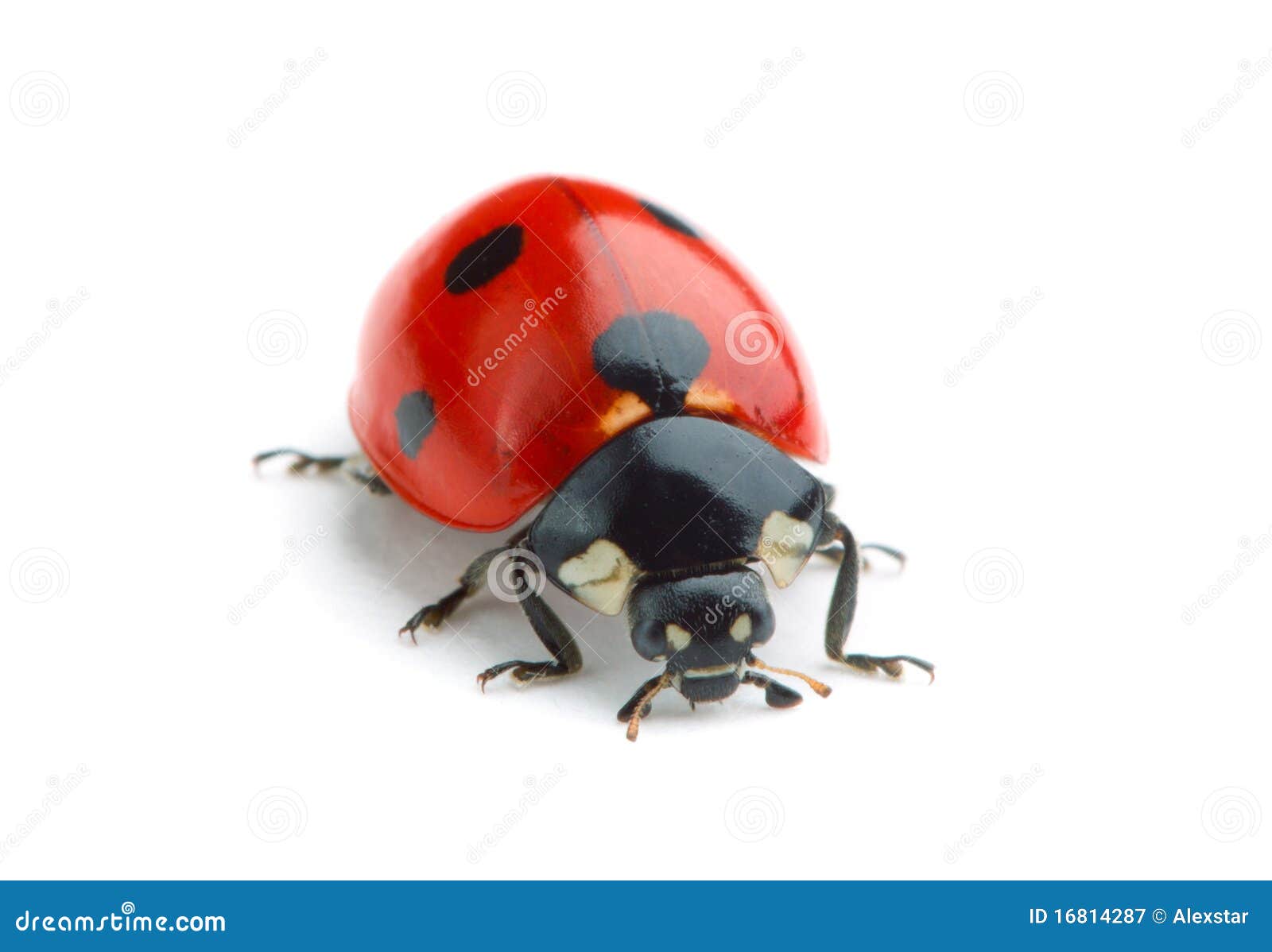 Glossy Red Ladybug Stock Photography | CartoonDealer.com #75427886