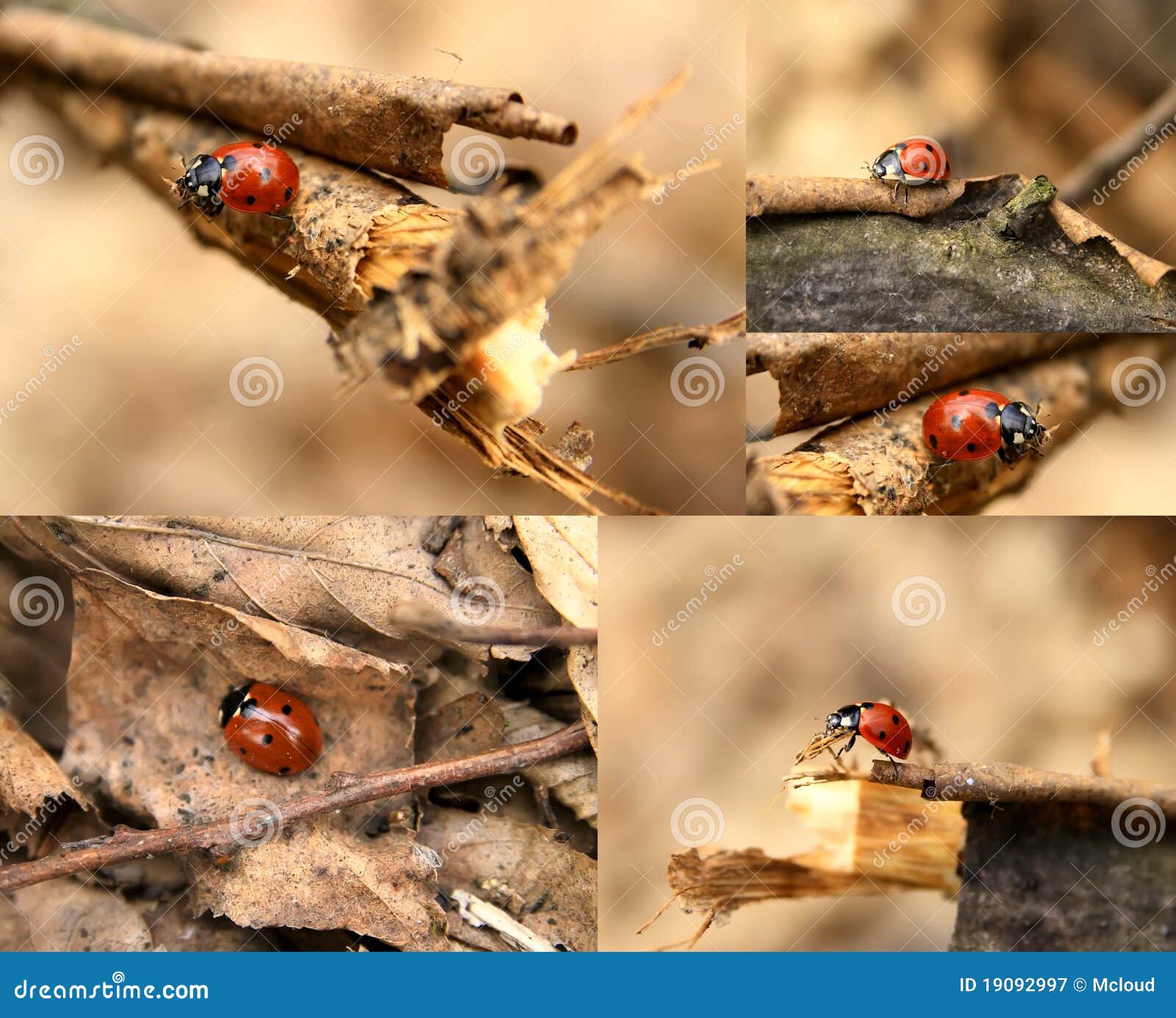 Ladybug stock image. Image of flora, ladybird, field - 19092997