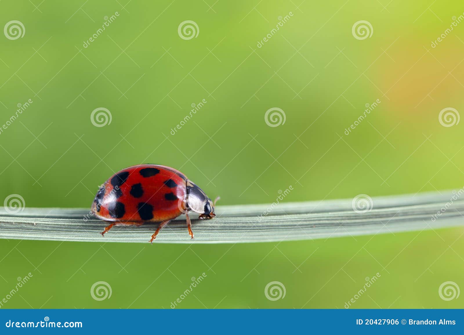 Ladybug stock photo. Image of small, horizontal, insect - 20427906
