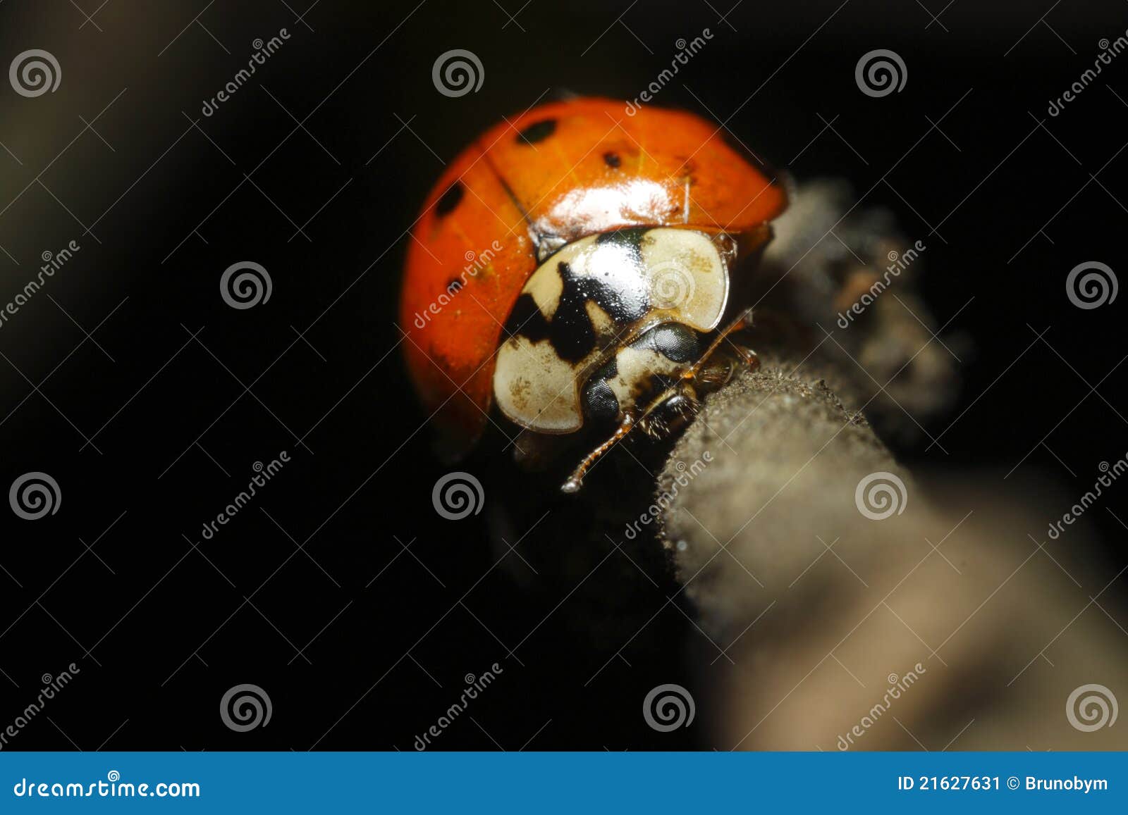 Ladybug stock image. Image of insect, life, eyes, zoology - 21627631