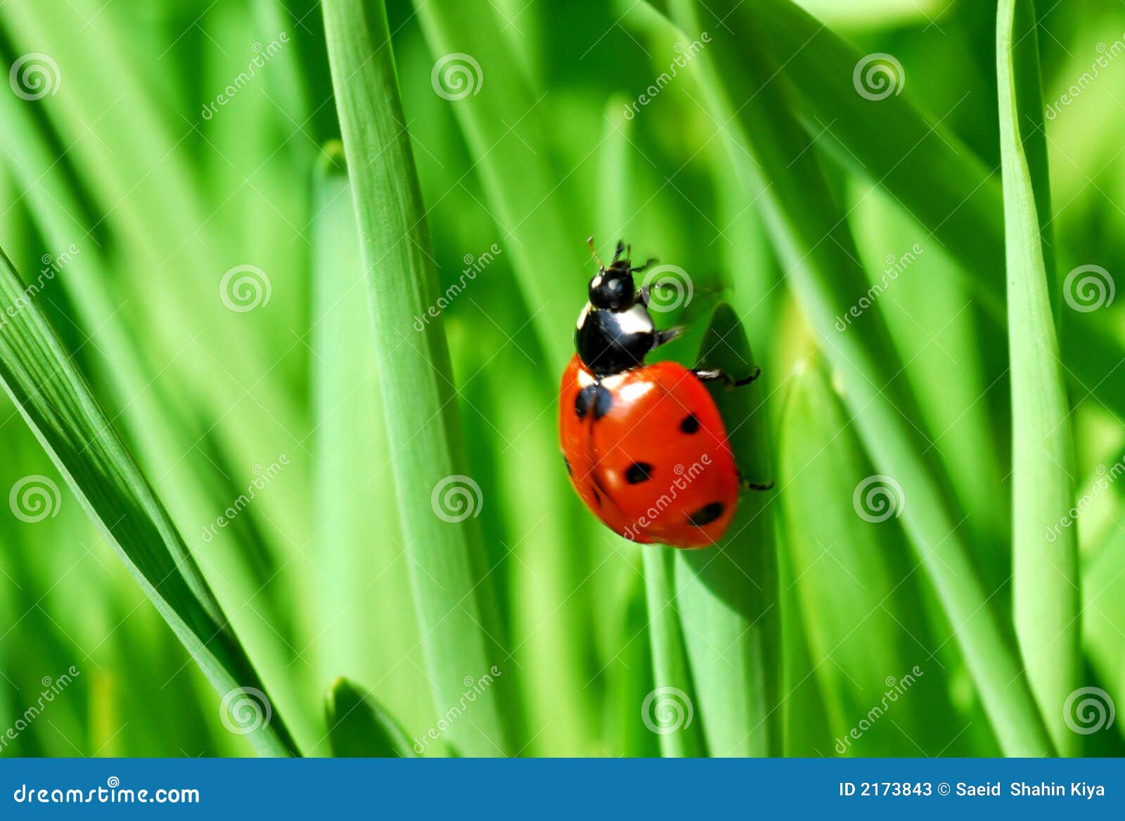 Ladybug stock image. Image of jaws, summer, lady, nature - 2173843