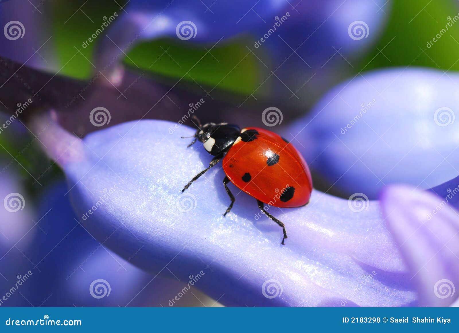 Ladybug stock photo. Image of sheet, lady, summer, ladybird - 2183298